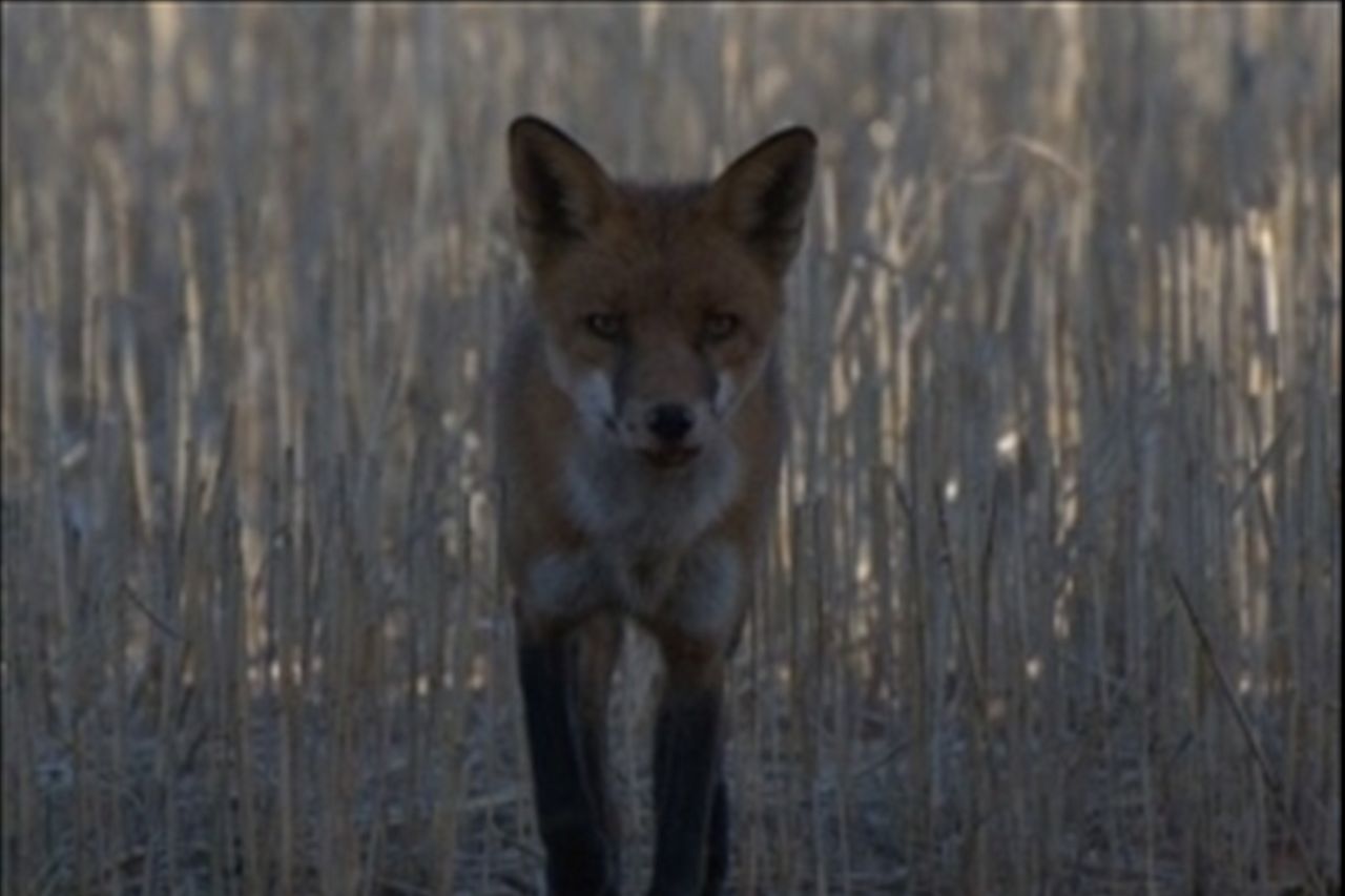 Conservationists slam hunting plan for NSW forests - ABC News