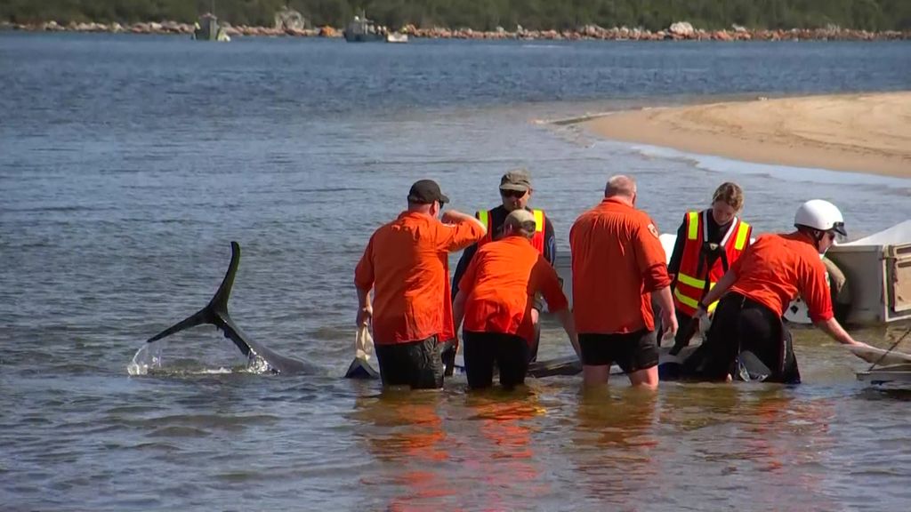 Mass whale stranding rescue operation at Tasmania's Macquarie Harbour ...
