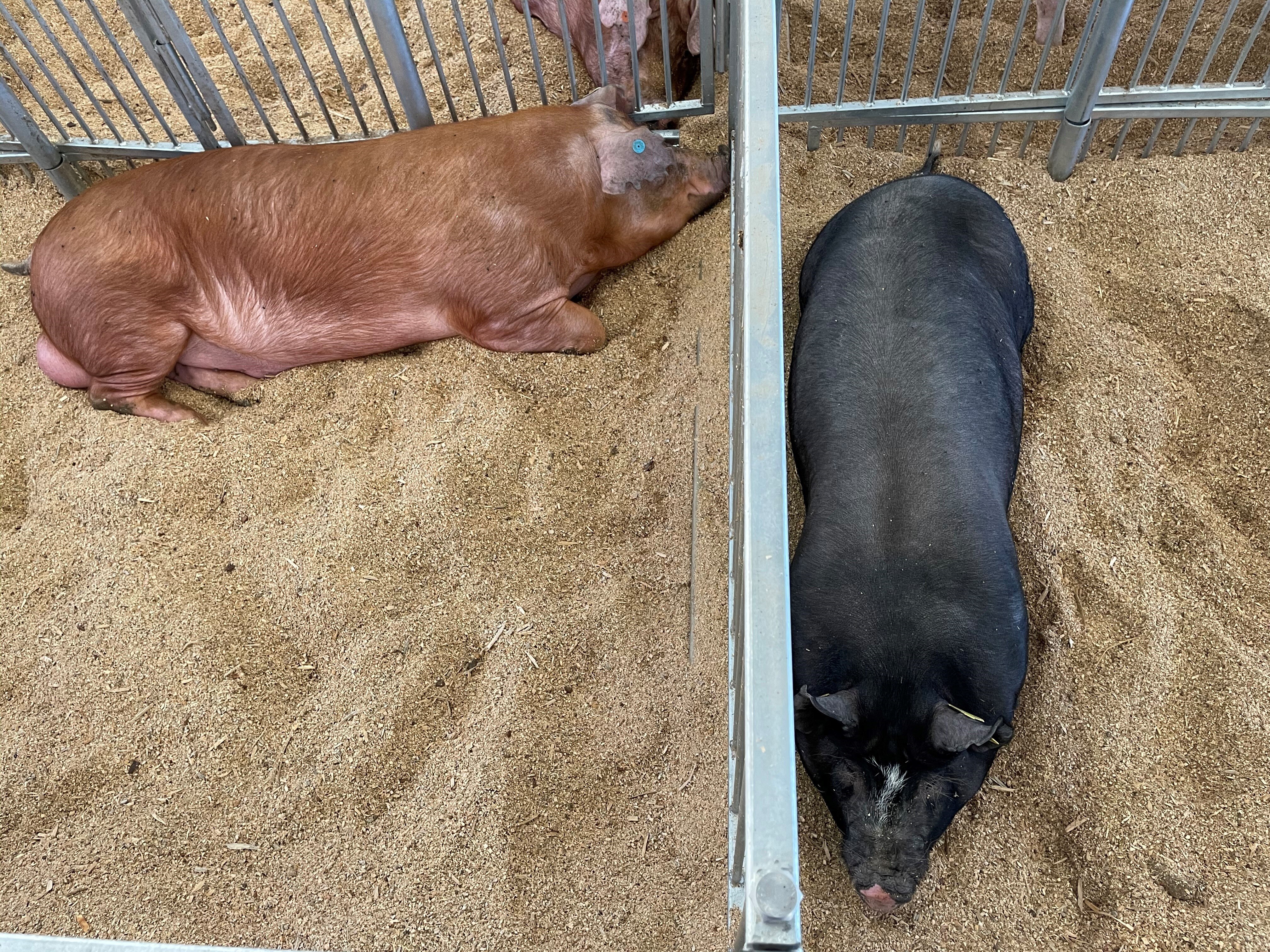 Pig sperm bank expands quarantine station to protect industry from ...