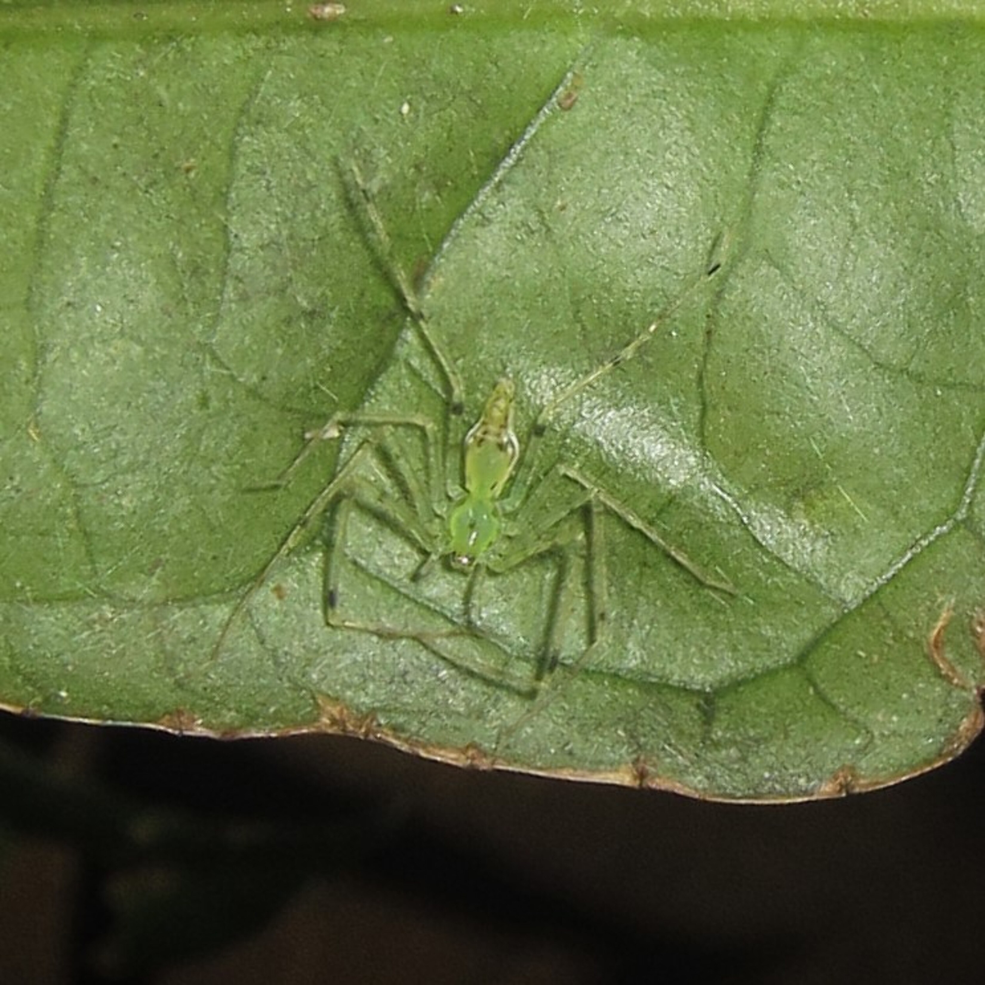 Ultra-rare 'punk ant' with Sid Vicious-like mohawk photographed in Far ...
