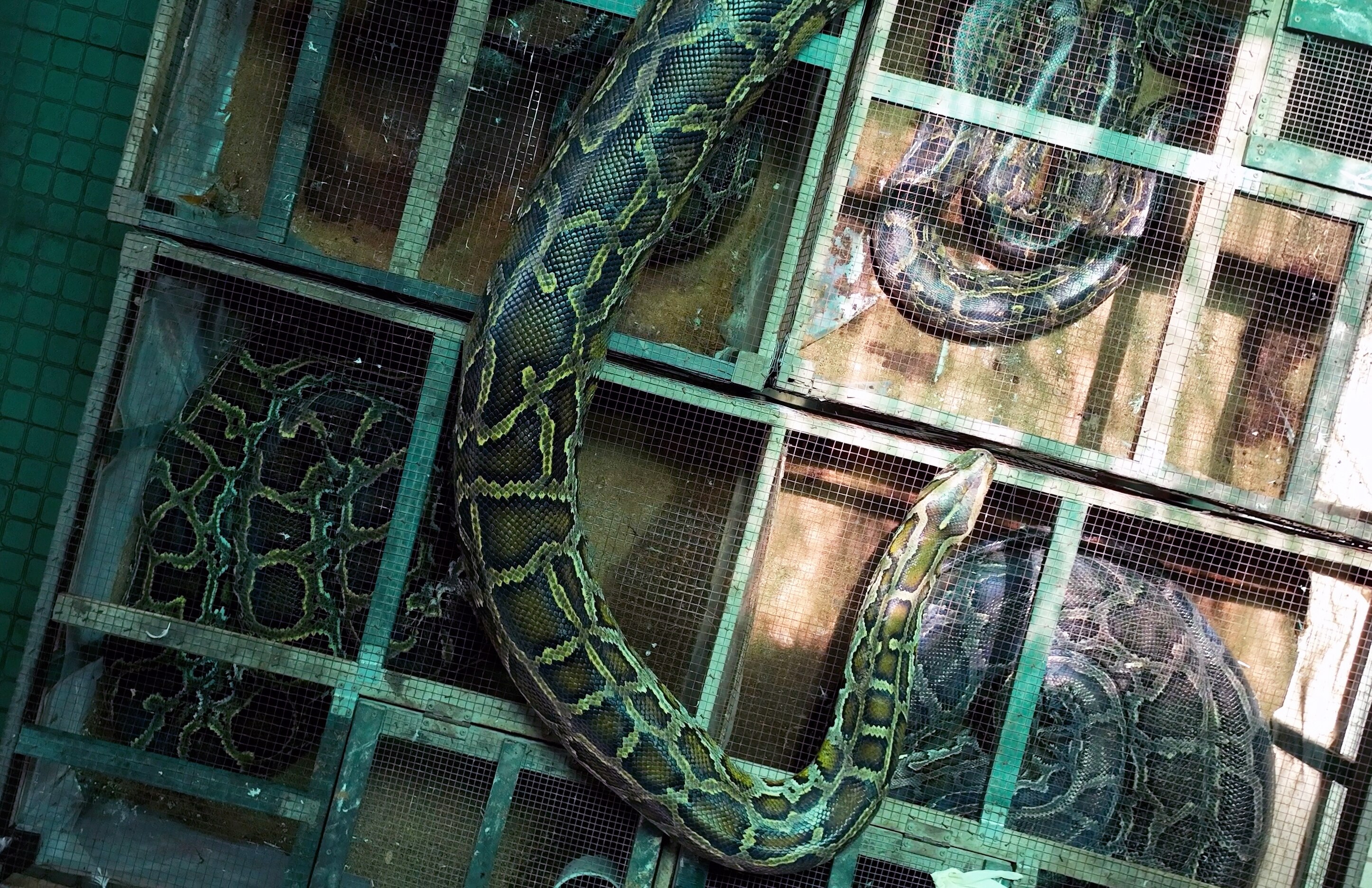 Farmed python snake meat a sustainable and efficient source of protein ...