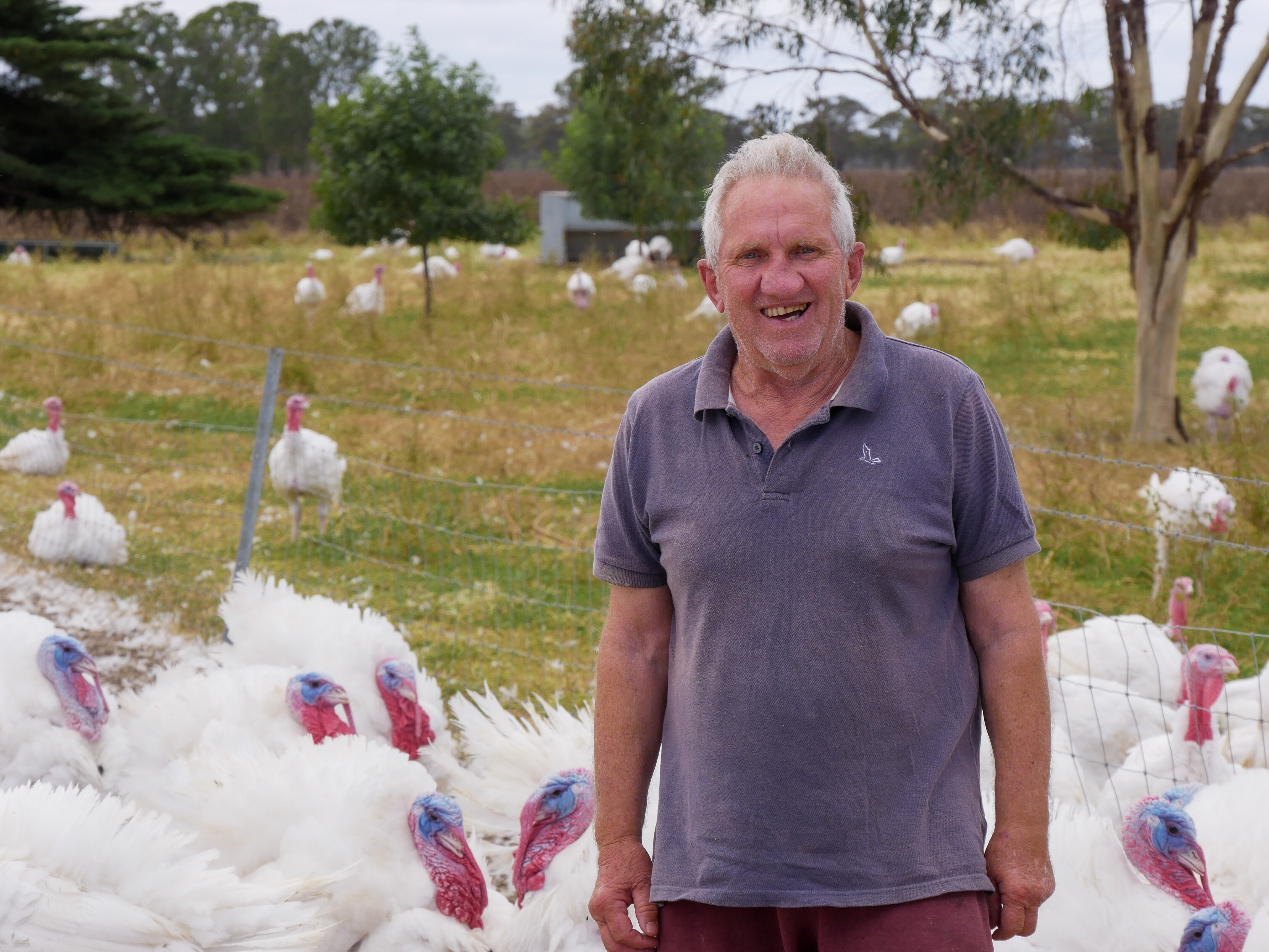 South Australia turkey farm, Pooginagoric Free Range Turkeys, is on the ...