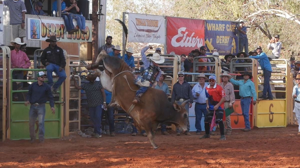 Experts turn to the healing power of horses to stem escalating suicide ...