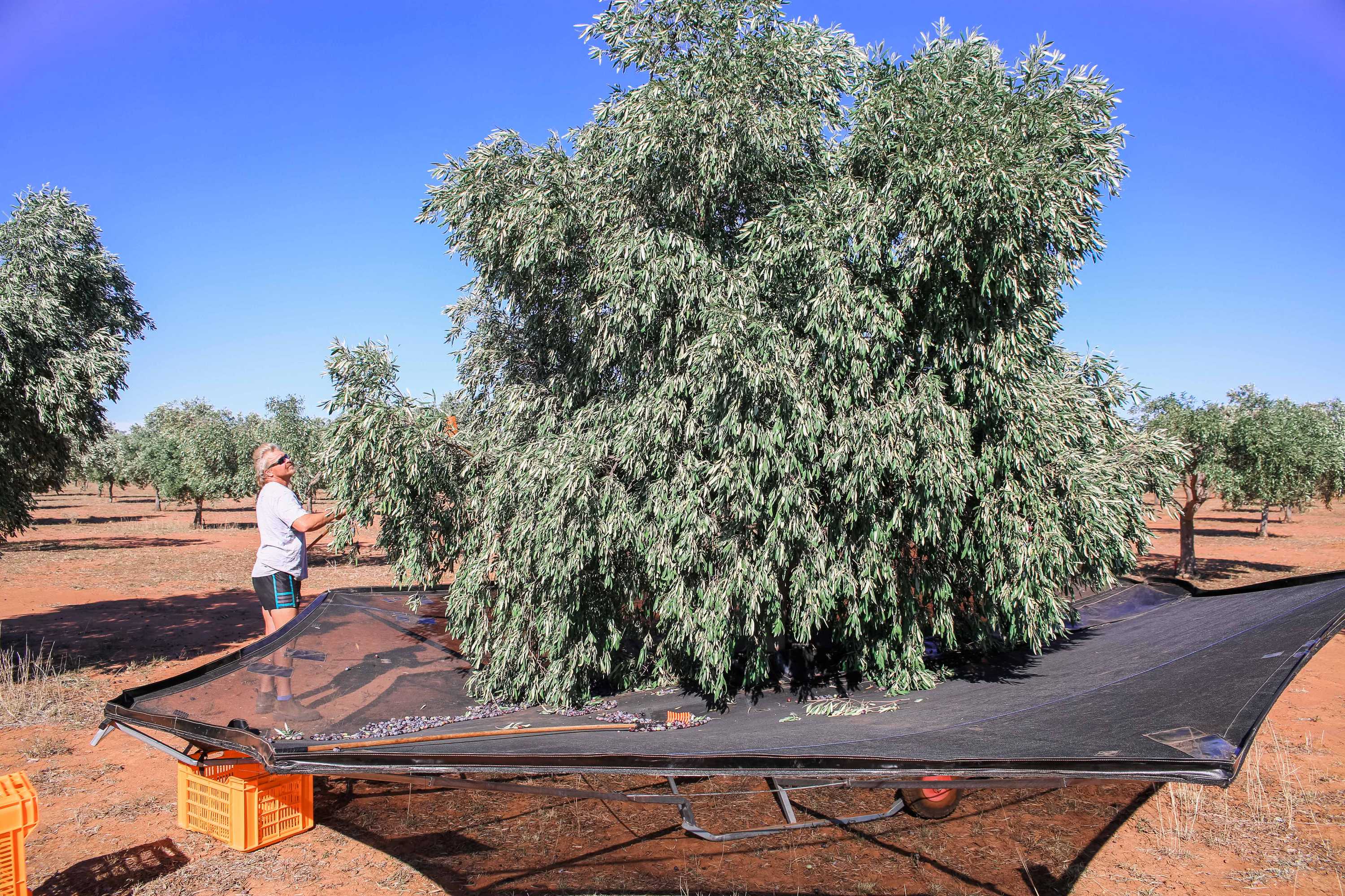 Outback Queensland's only olive grove sees sharp yield drop due to ...