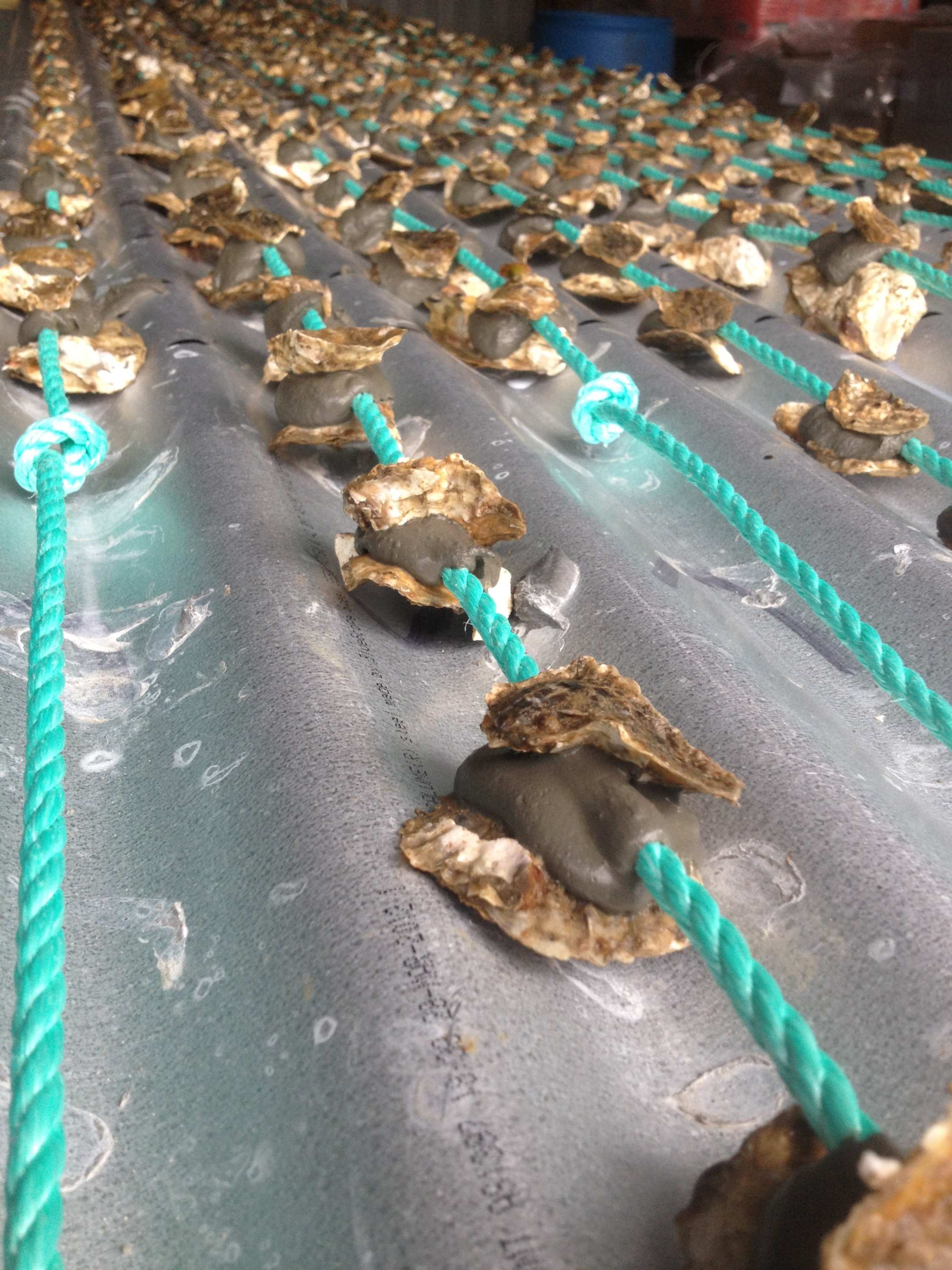 Pilot project aims to save Port Phillip Bay's shellfish reefs - ABC News