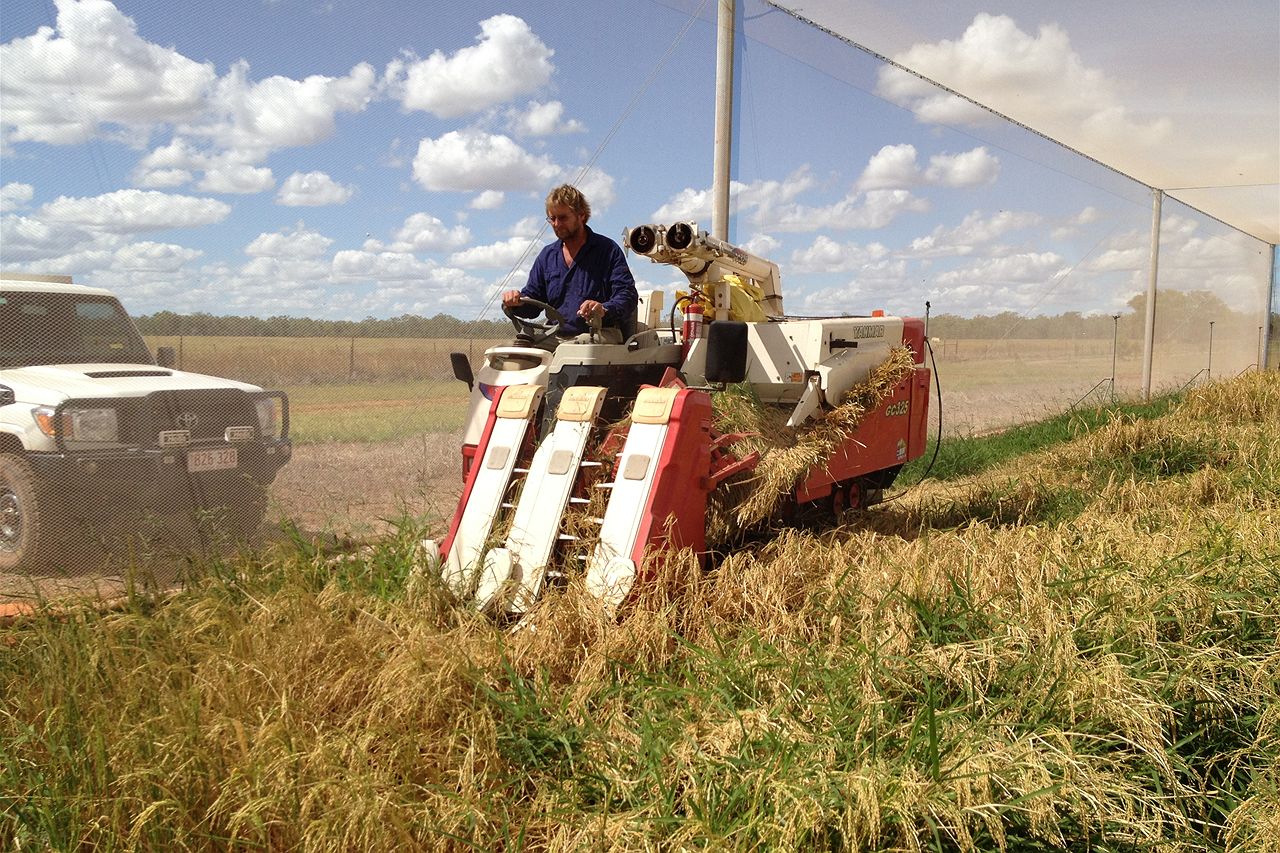 Dryland rice trial reaches harvest phase - ABC News