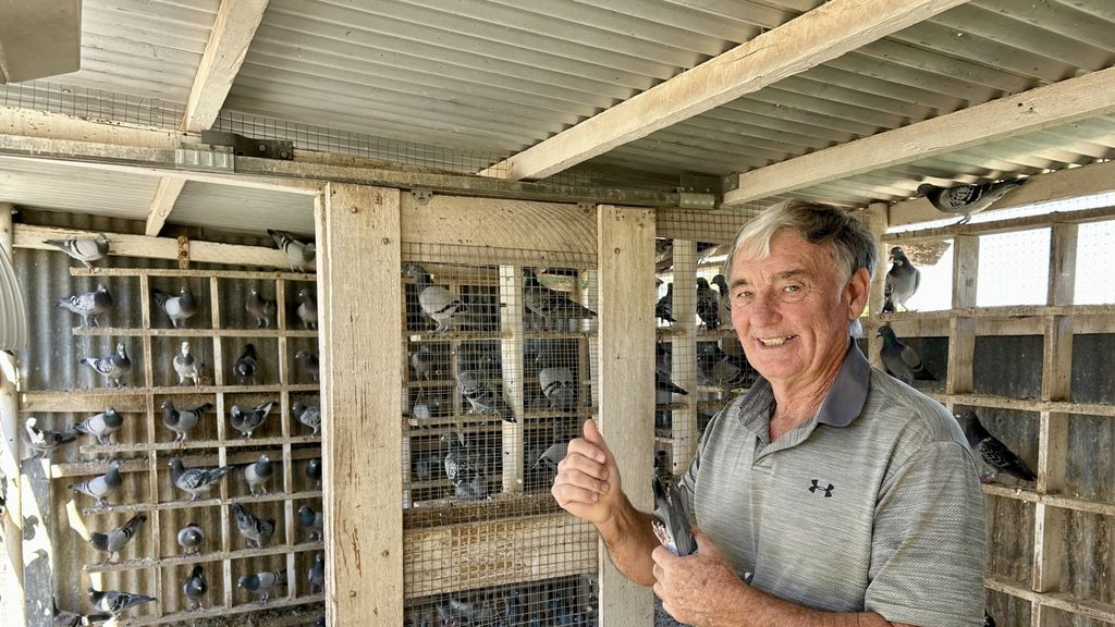Pigeon fanciers on mission to shift poor reputation of highly awarded ...
