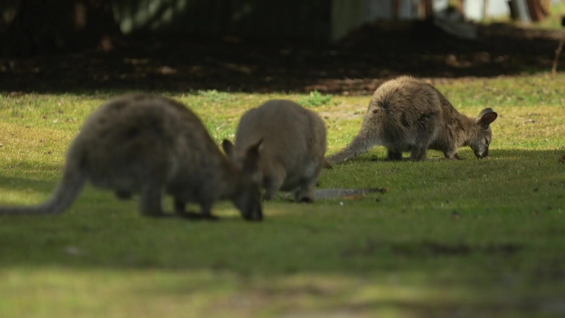 Wallabies at the Quoin - ABC News