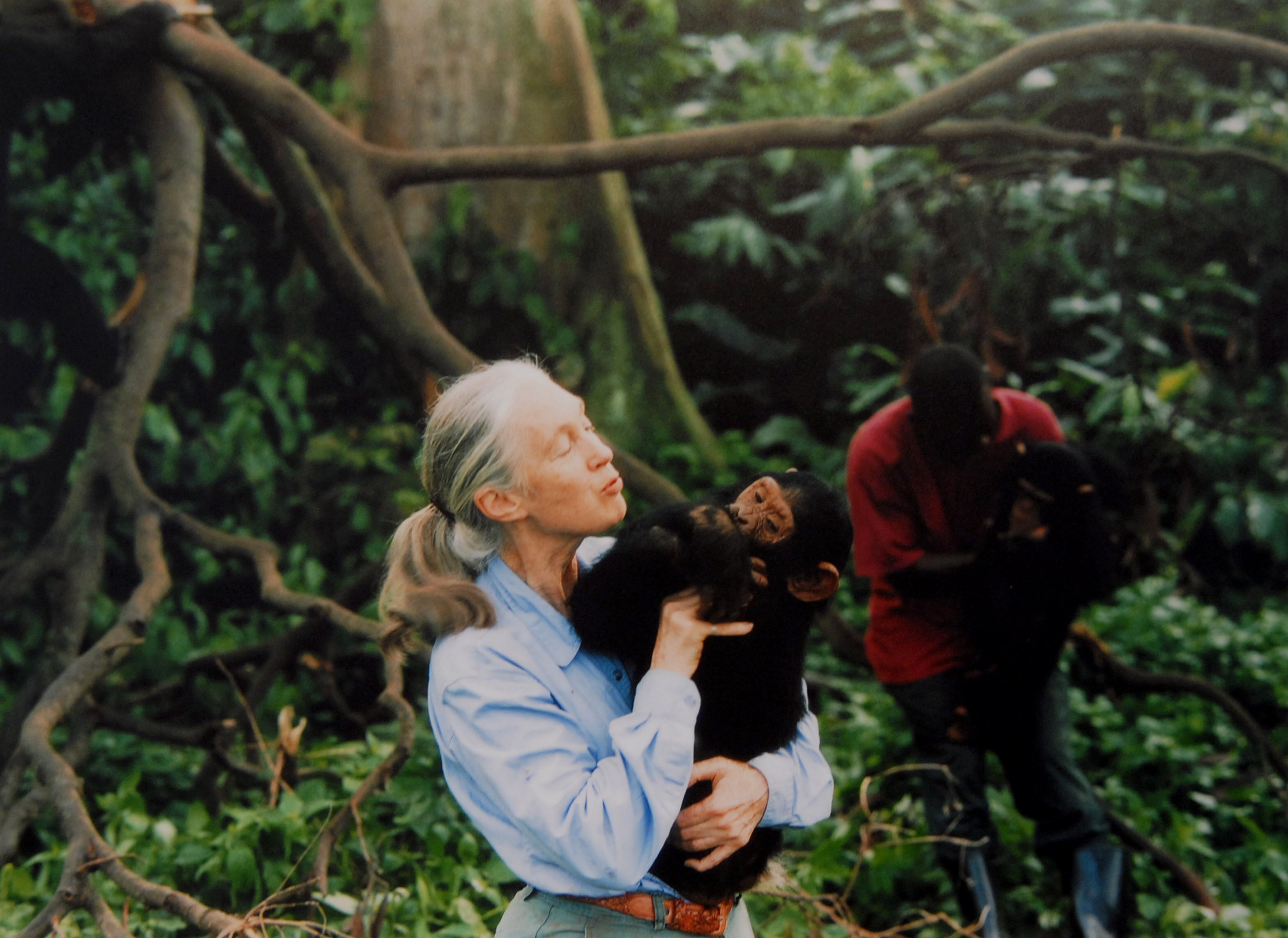 How a tree, a dog and a chimpanzee taught Jane Goodall to hold on to ...