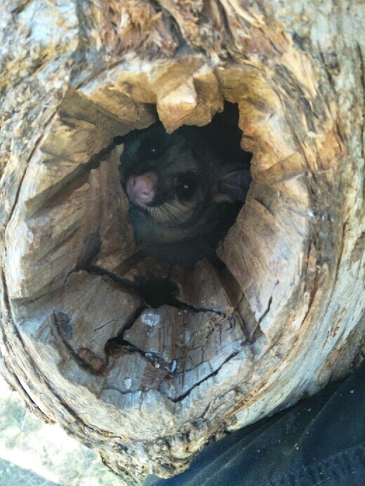 Ecologists launch plastic nest box innovation to bridge tree hollow ...