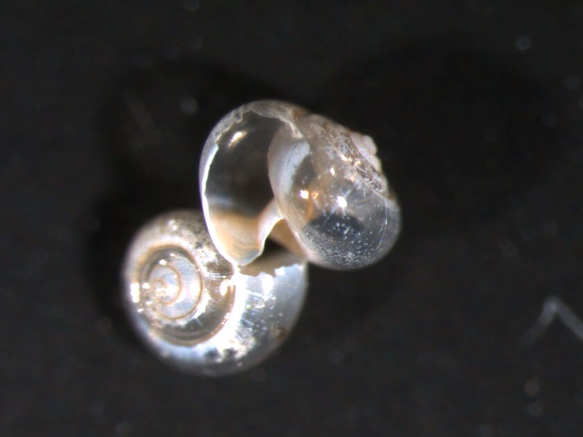 Climate change hurting marine snails - ABC News