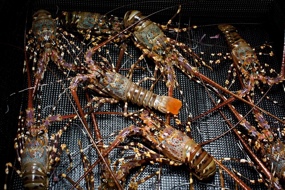 Plans for a $20 million tropical rock lobster hatchery in Tasmania ...