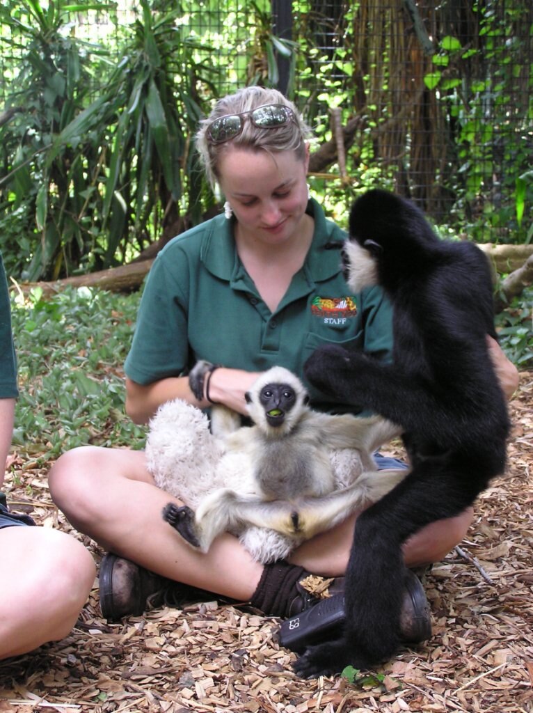 Gibbons find perfect match - ABC listen