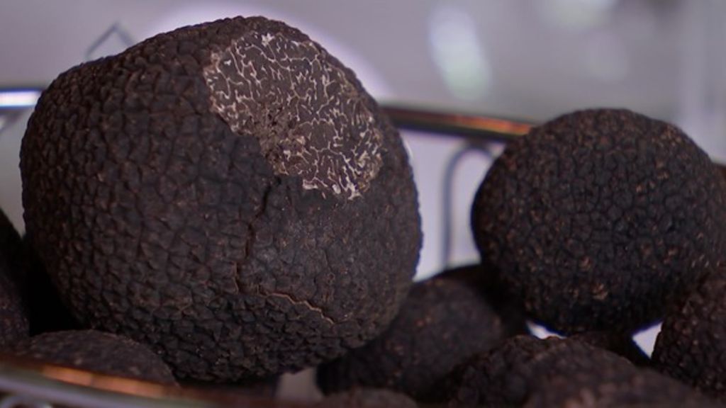Truffle Shuffle: Growing truffles in Queensland - ABC News
