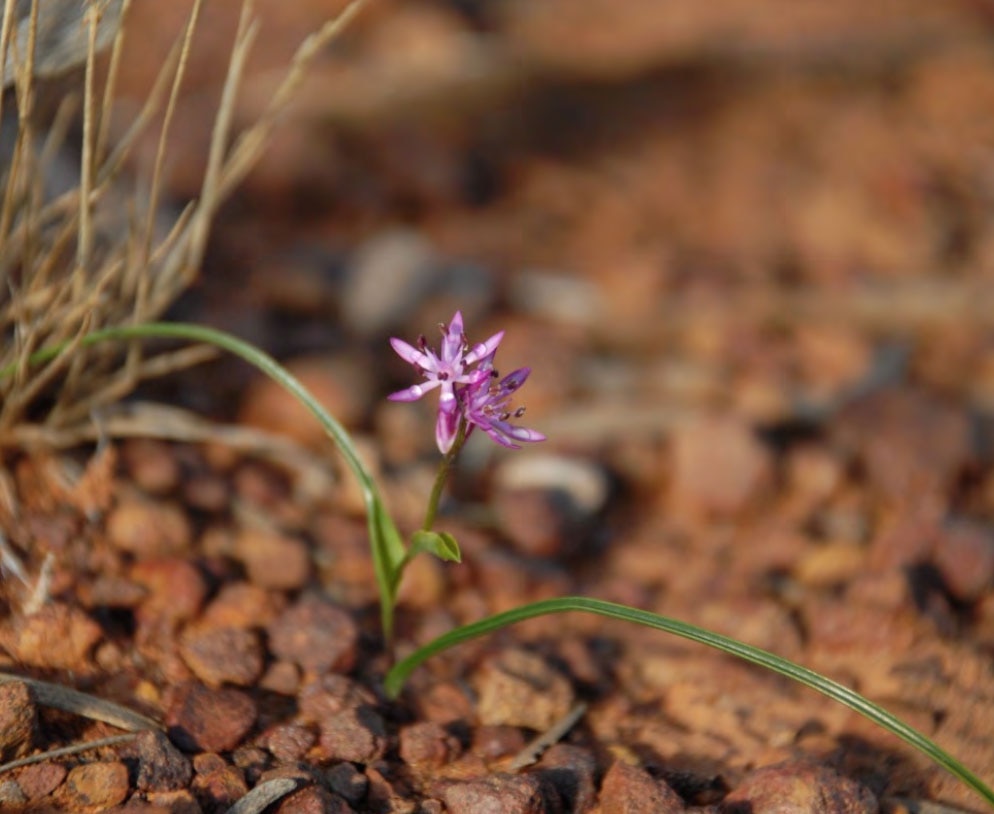 Rare daisy Angianthus globuliformis becomes WA's 10,000th native plant ...