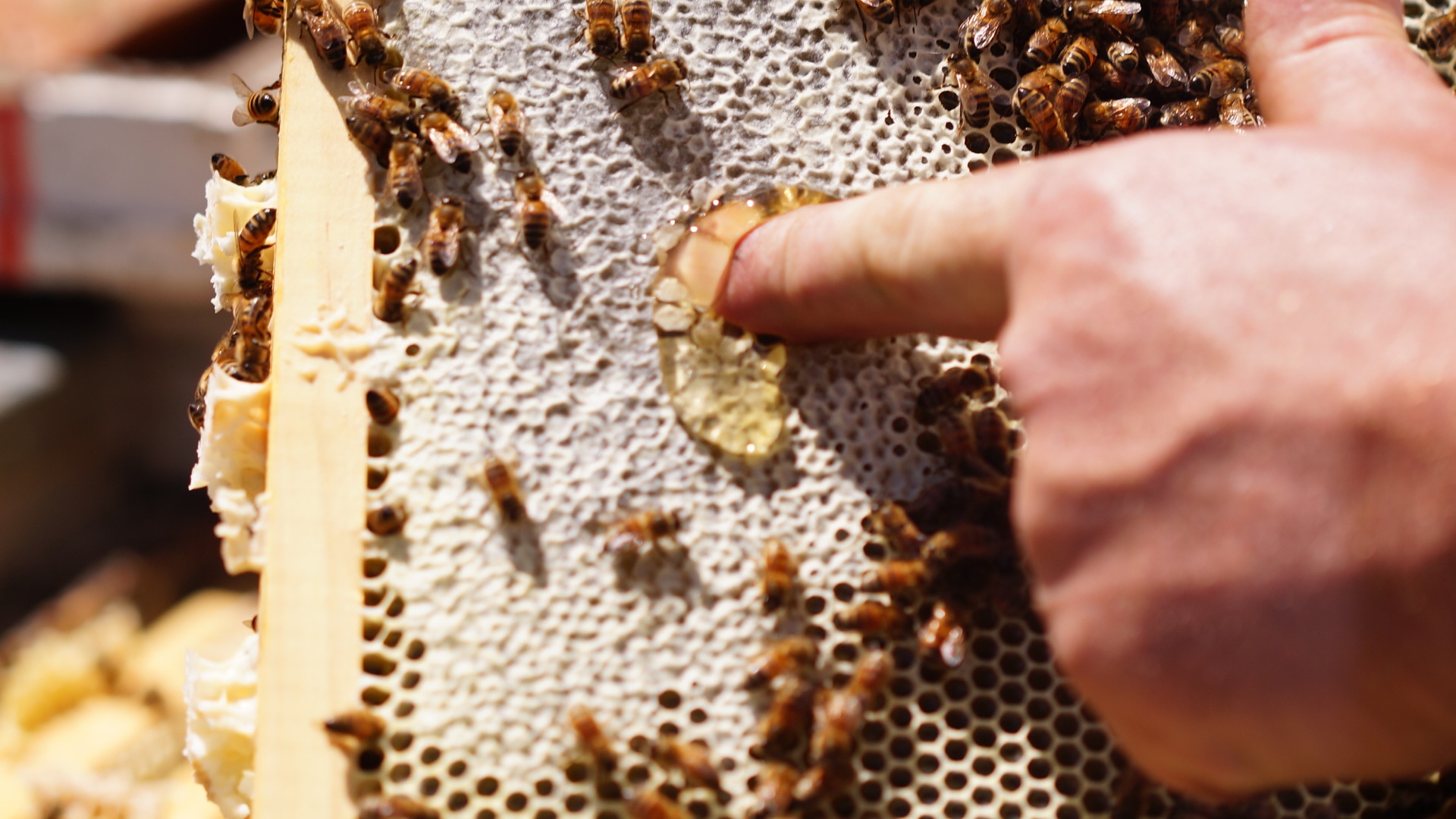 Swarming bees shut down Wylie Bay Waste Facility after hive is dumped ...