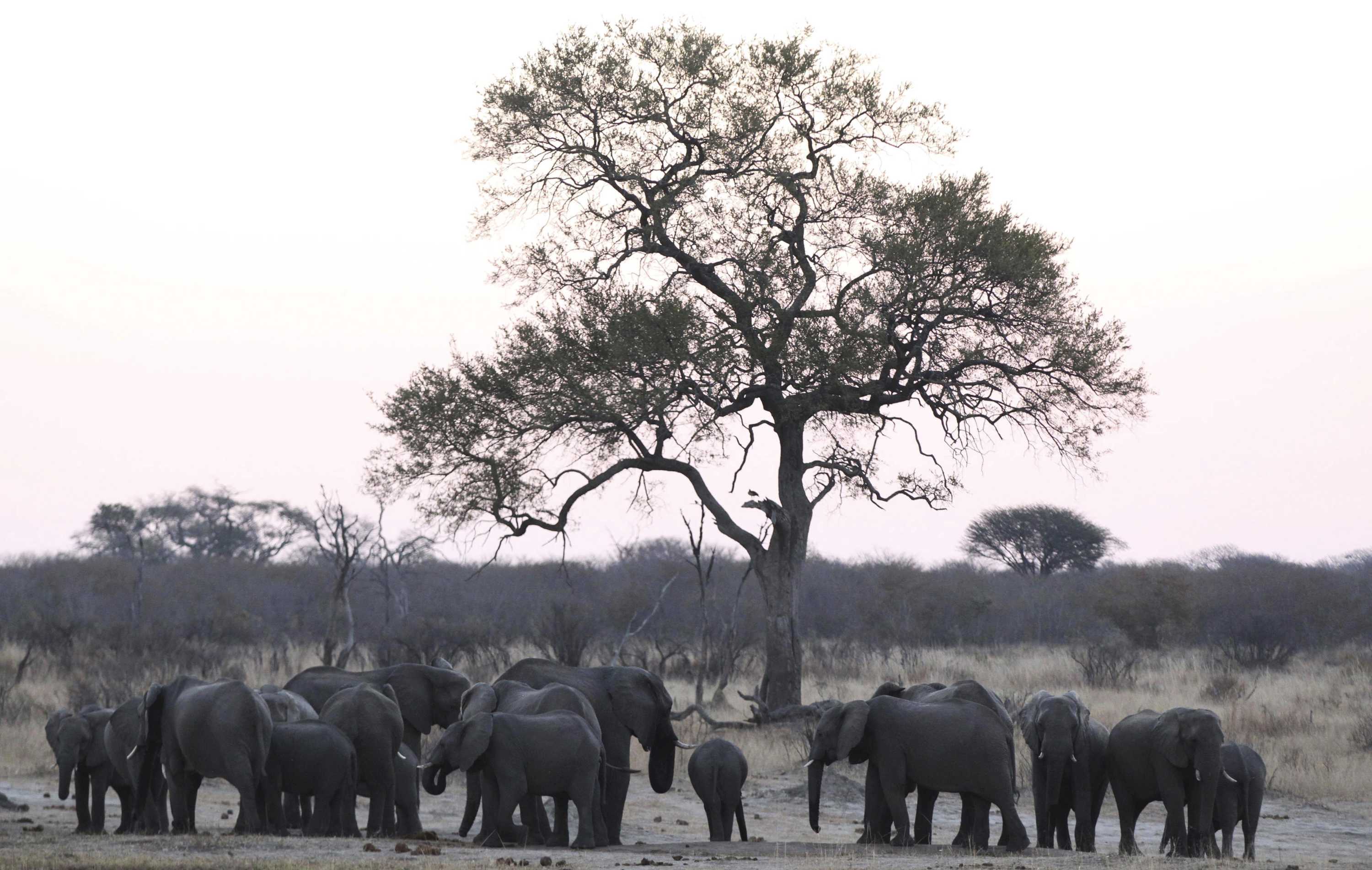 Hunter shoots 40yo Zimbabwean elephant outside national park, hunting ...