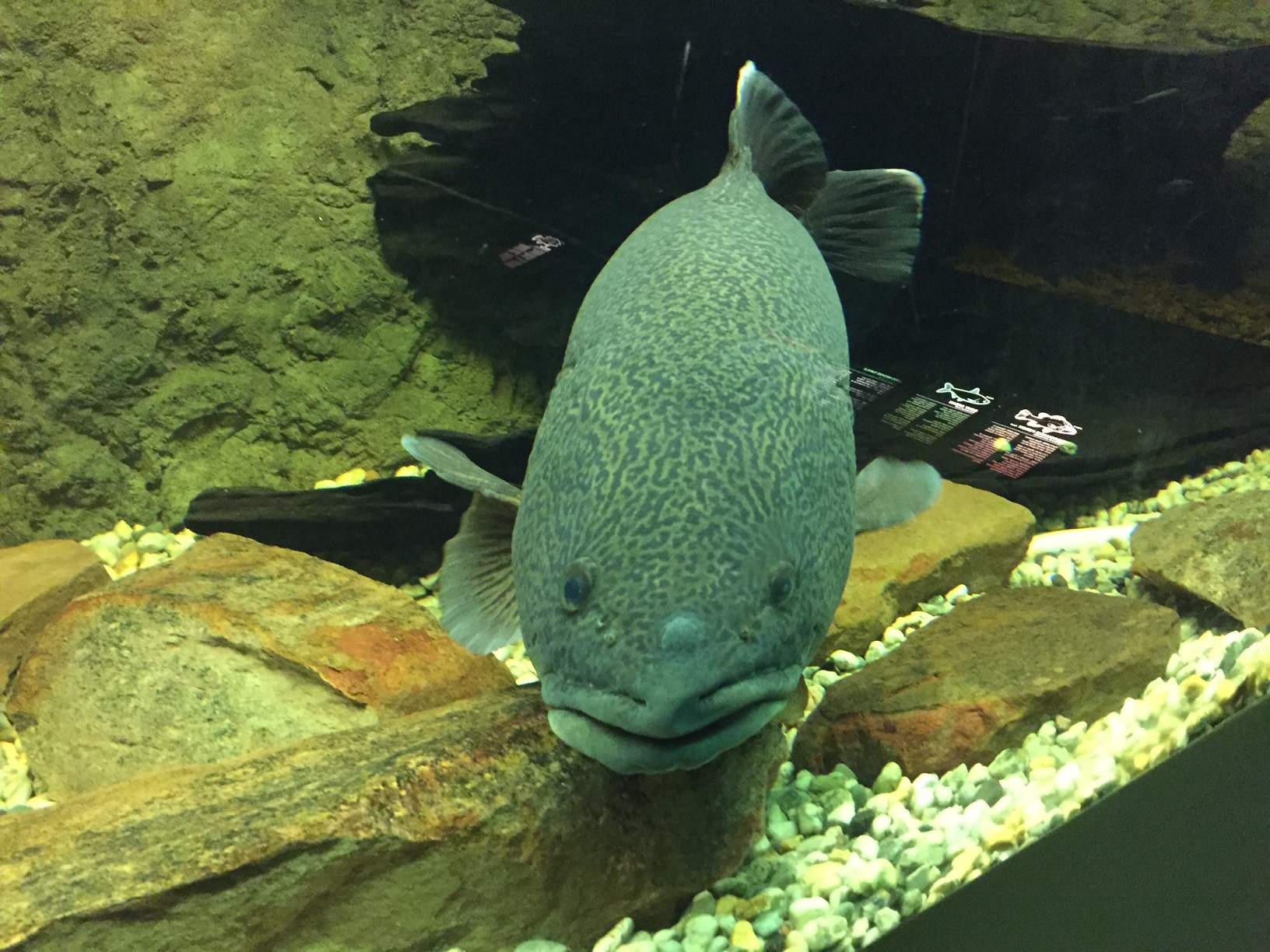 New Murray cod production system delivers strong returns for producers ...