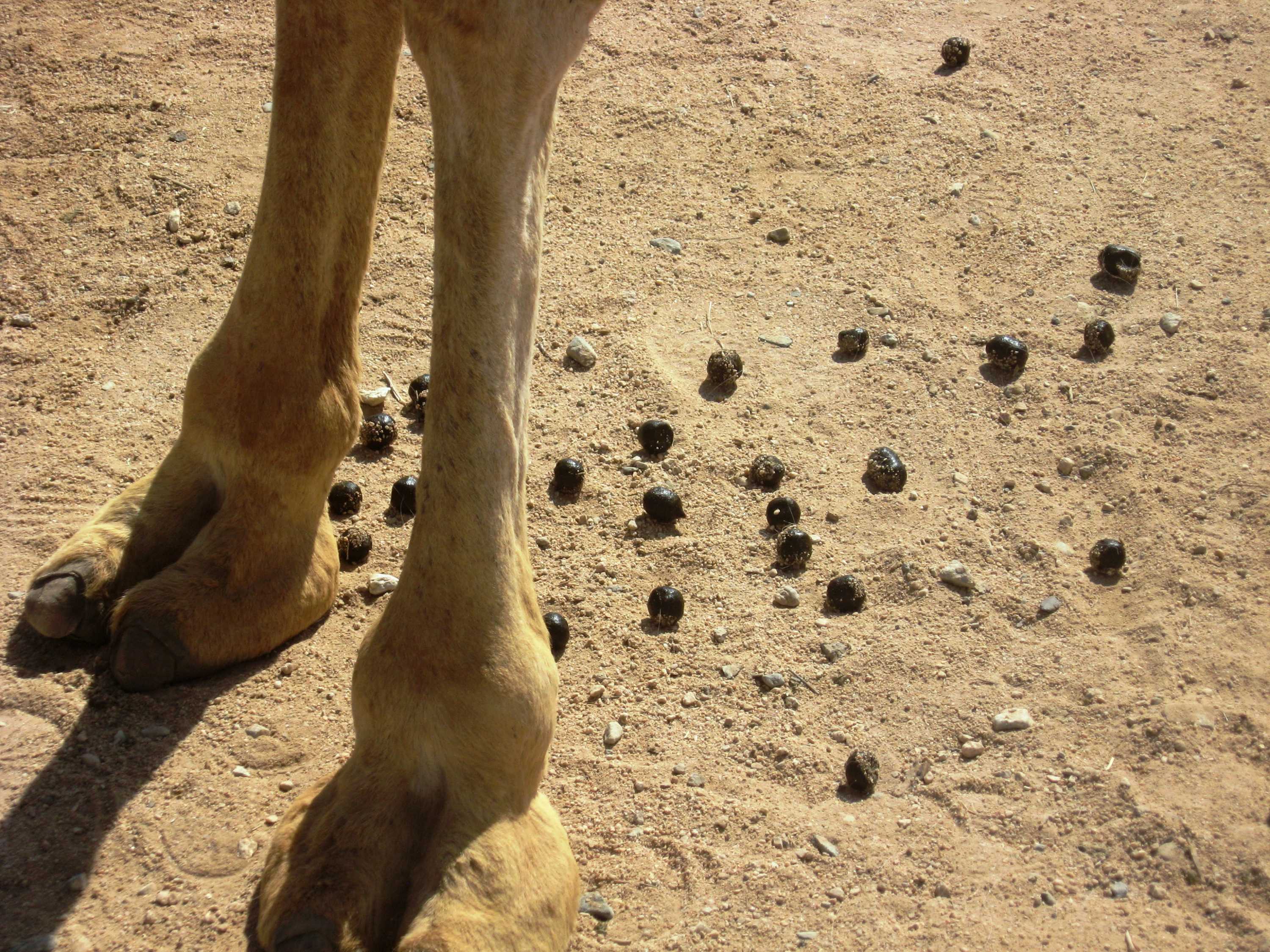 Hump in demand for camel poo - ABC News