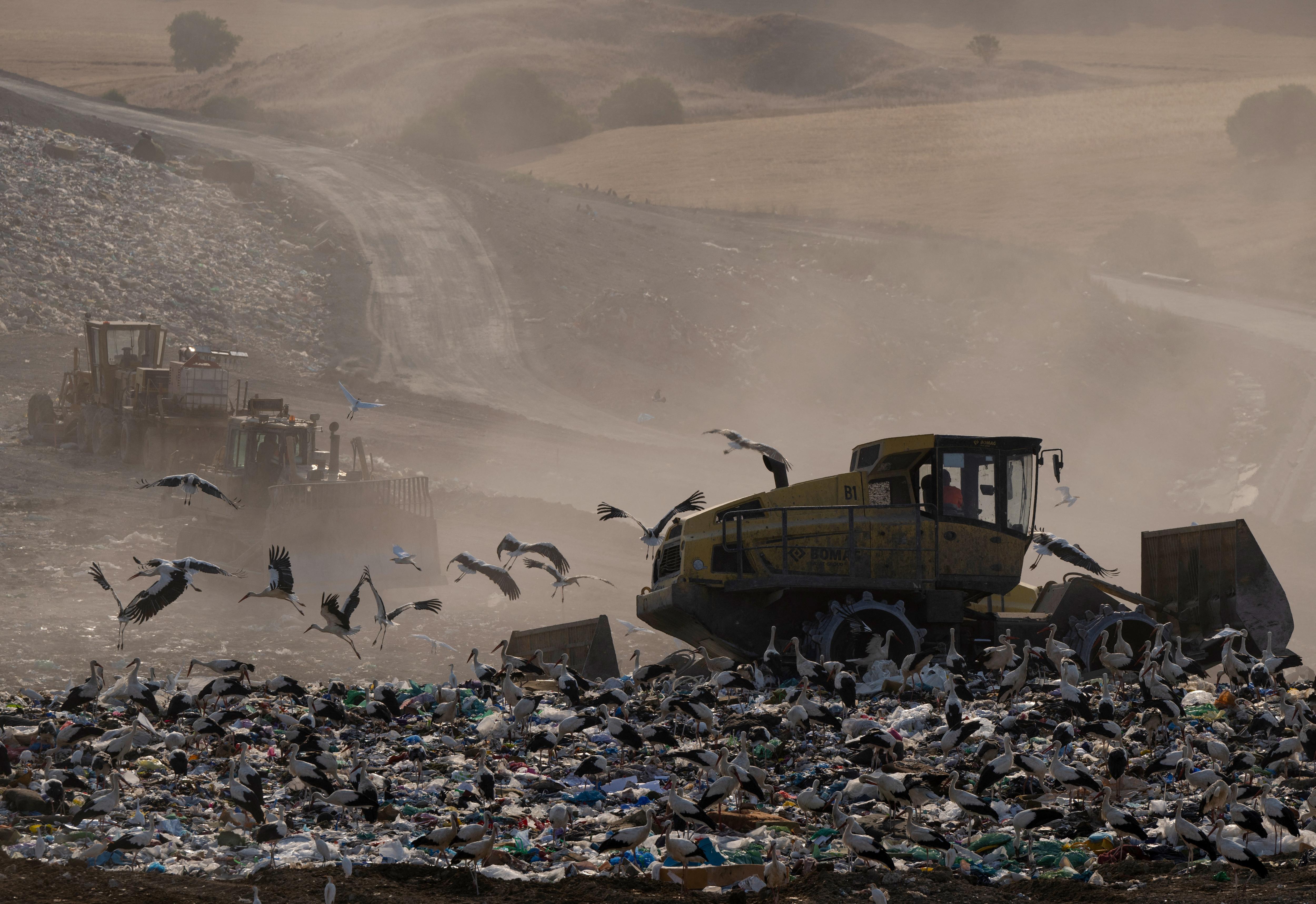 Storks give up migrating south to Africa to live on landfill in Spain ...
