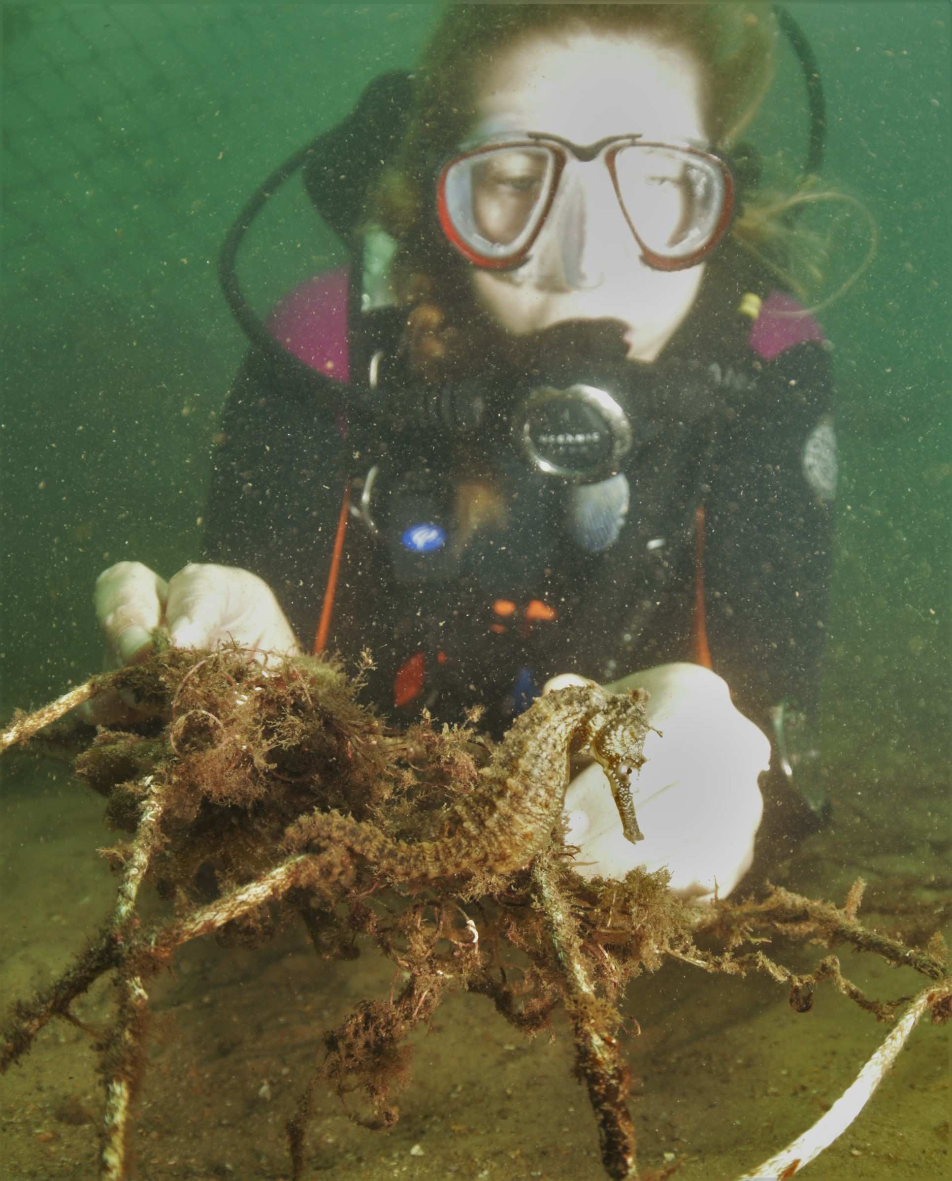 Sydney Harbour seahorse population measured; marine wildlife aplenty in ...