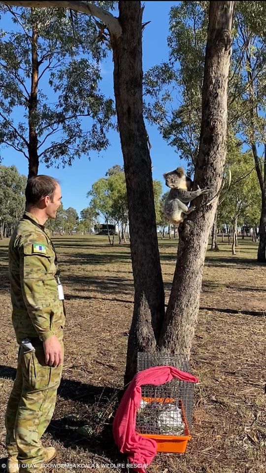 Nine-year-old koala rescued from Oakey army base treated for severe ...