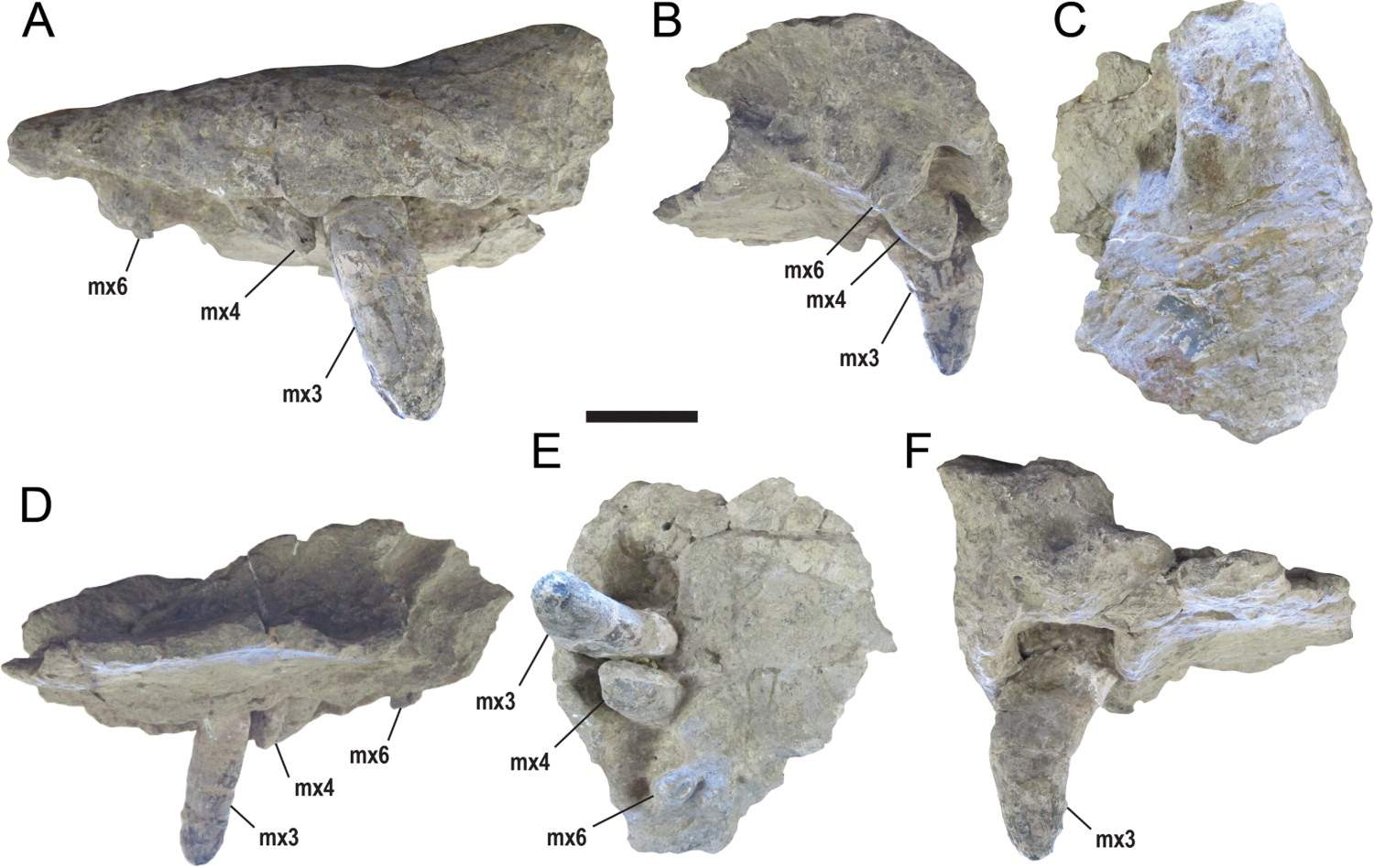 New research reveals three species of monstrous 'terror crocodile' that ...
