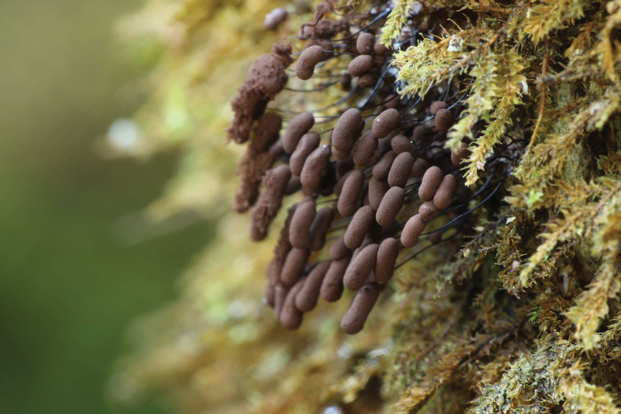 The Blob, but smaller: Tasmania's slime moulds - ABC listen