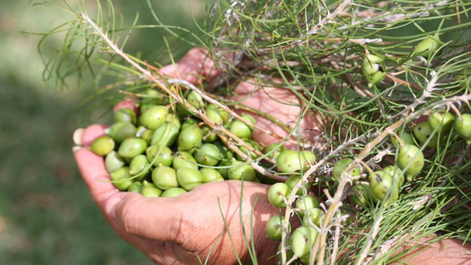 Wadjuk traditional owners Perth - Australian Native Tribe