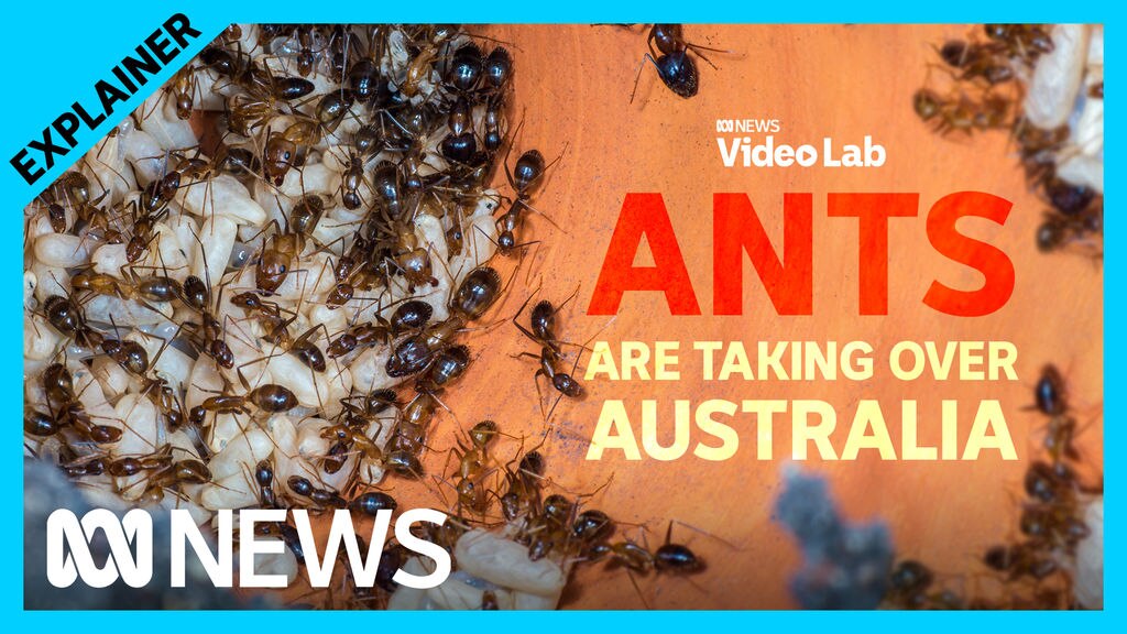 Australia has a crazy ant problem - ABC News