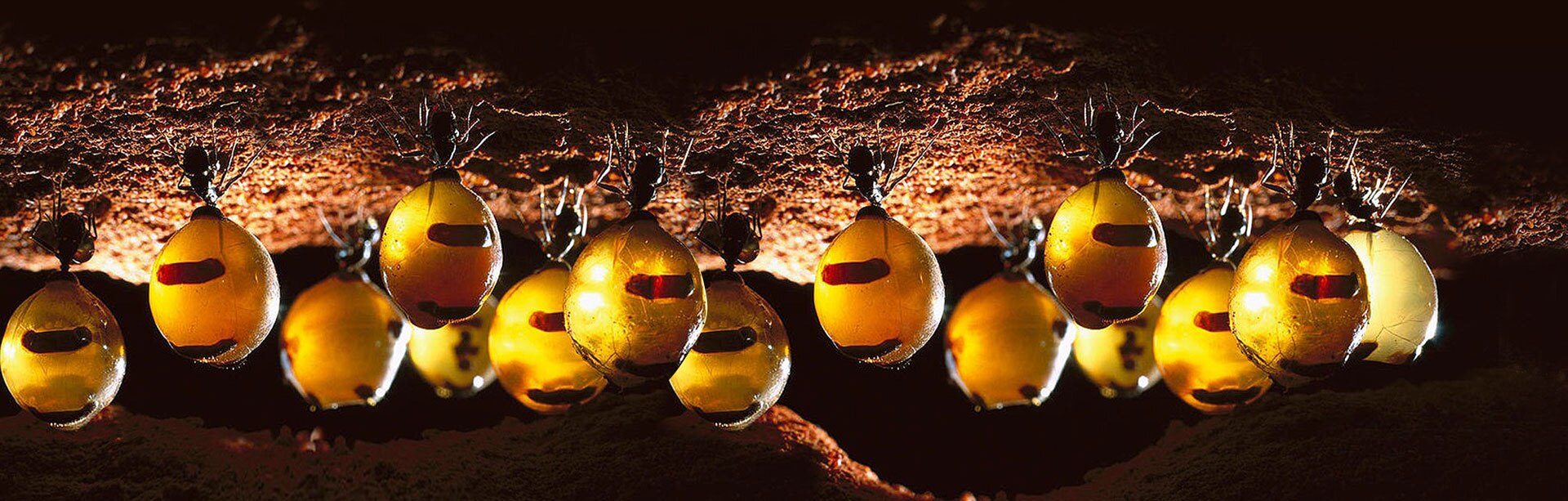 Australian 'couch potato' ants produce honey with medicinal properties ...