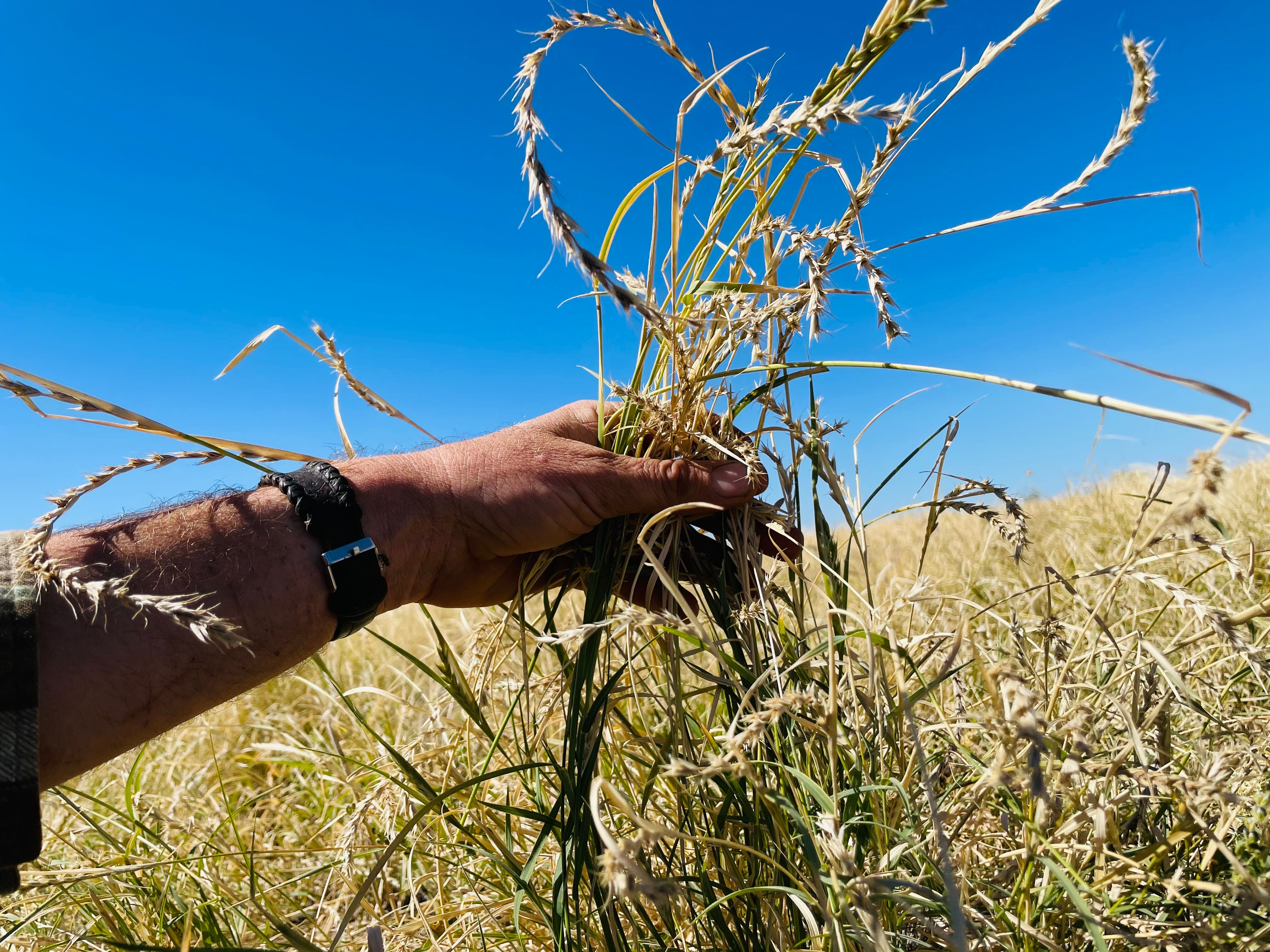 'Phenomenal' feed response after grasshoppers smash western Queensland ...