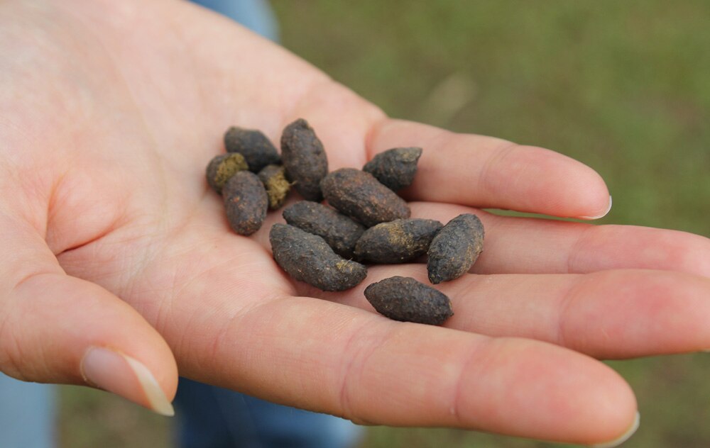 Poo transplants can alter koalas' gut microbiome so they can eat ...