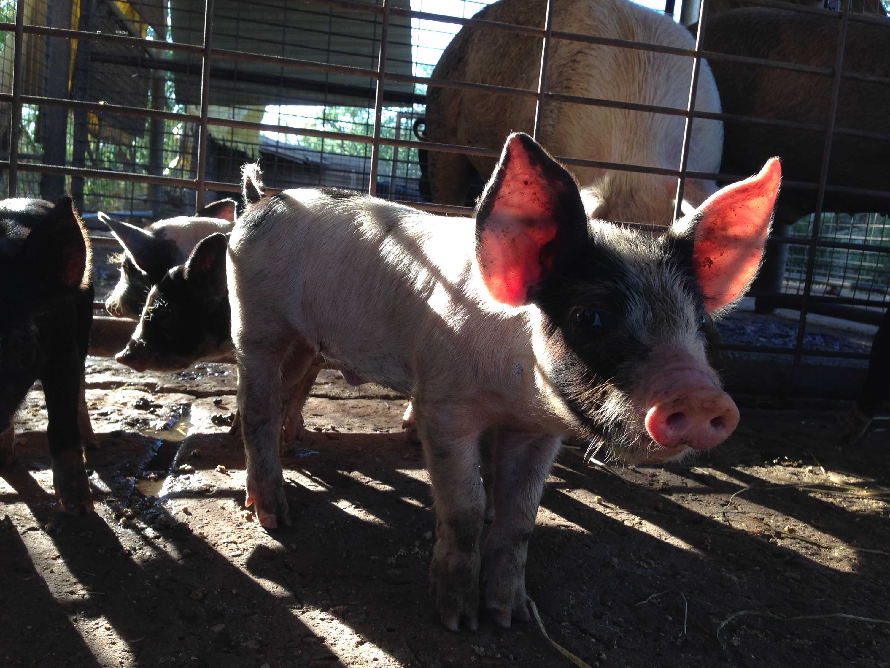 Bring home the bacon as cattle producer turns to pigs for diet ...