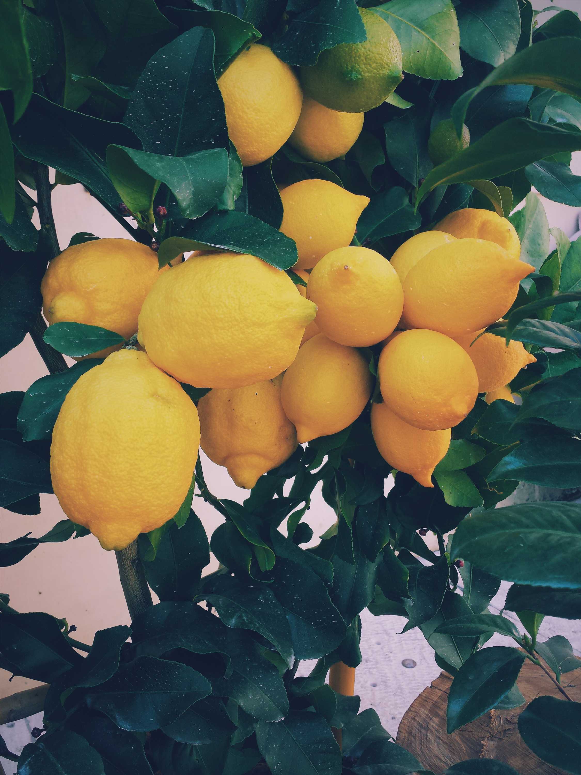 Lemon shortage and high demand for fresh fruit sends prices ...
