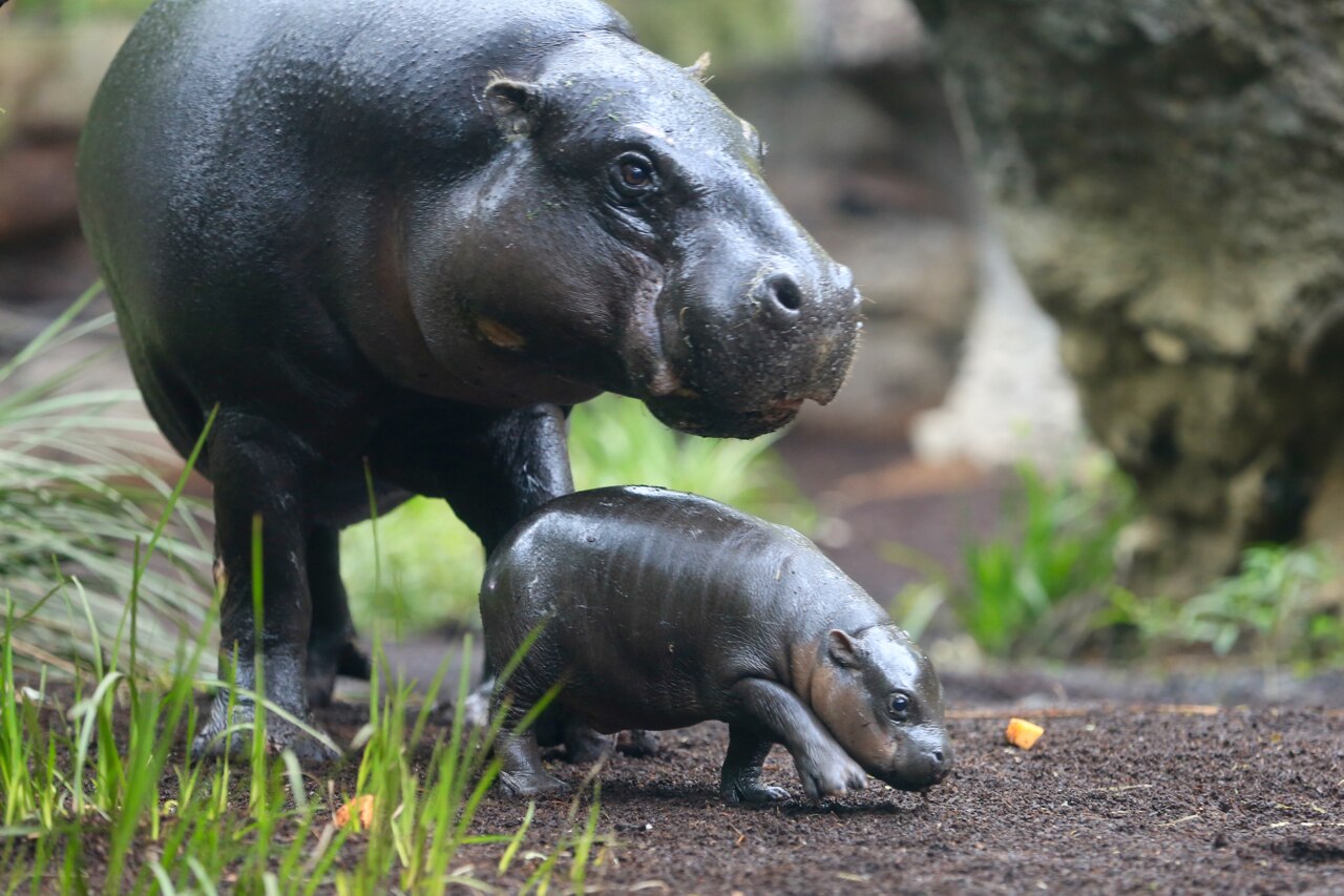 Pygmy hippo calf Obi ventures into the deep pool for a swim at ...