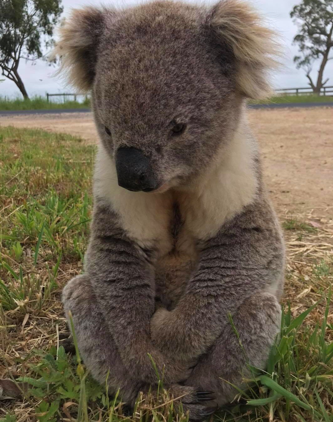 Koala numbers in regional SA appear to be rising, despite national ...