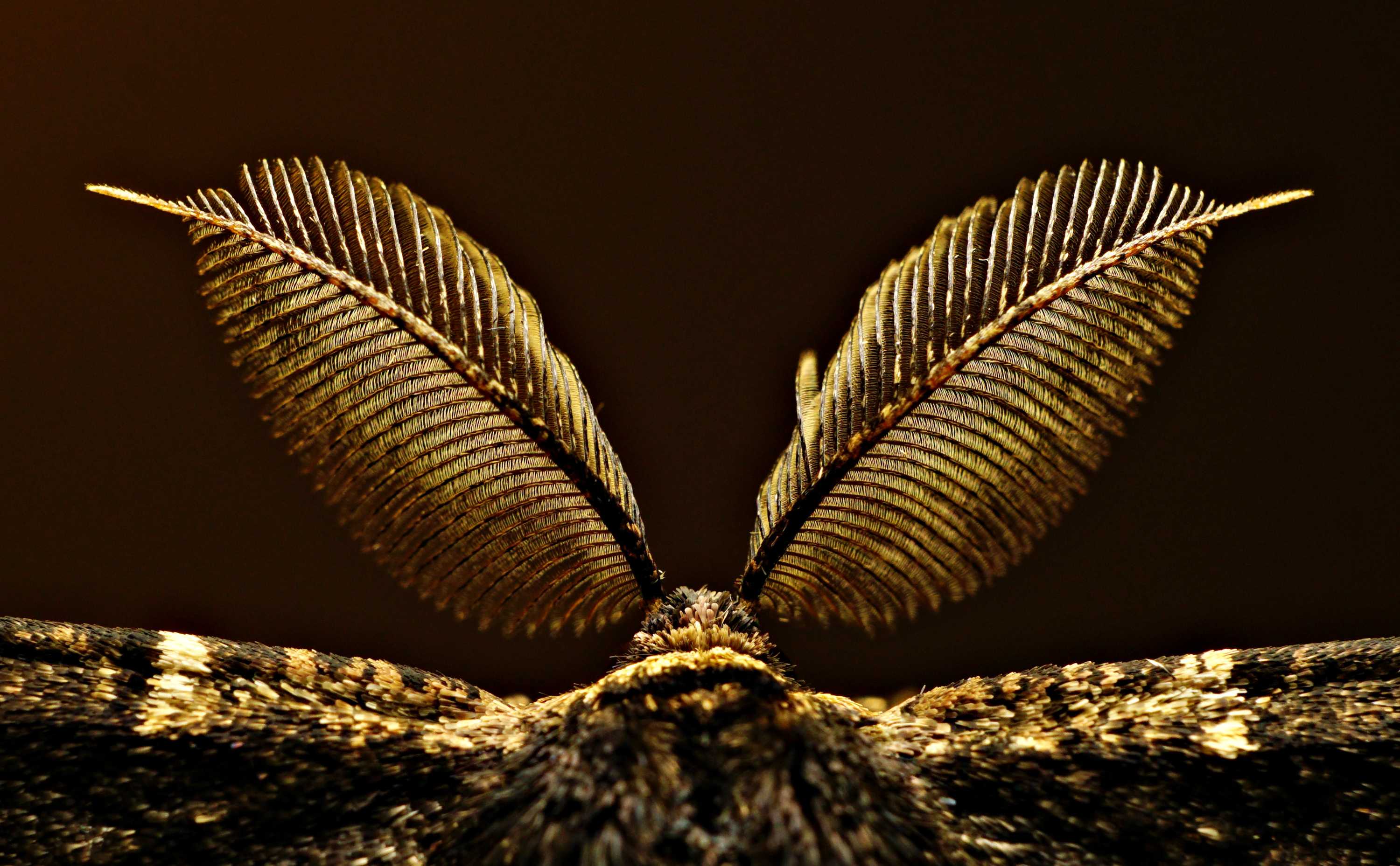 Ecological Society of Australia announces winners of nature photography ...