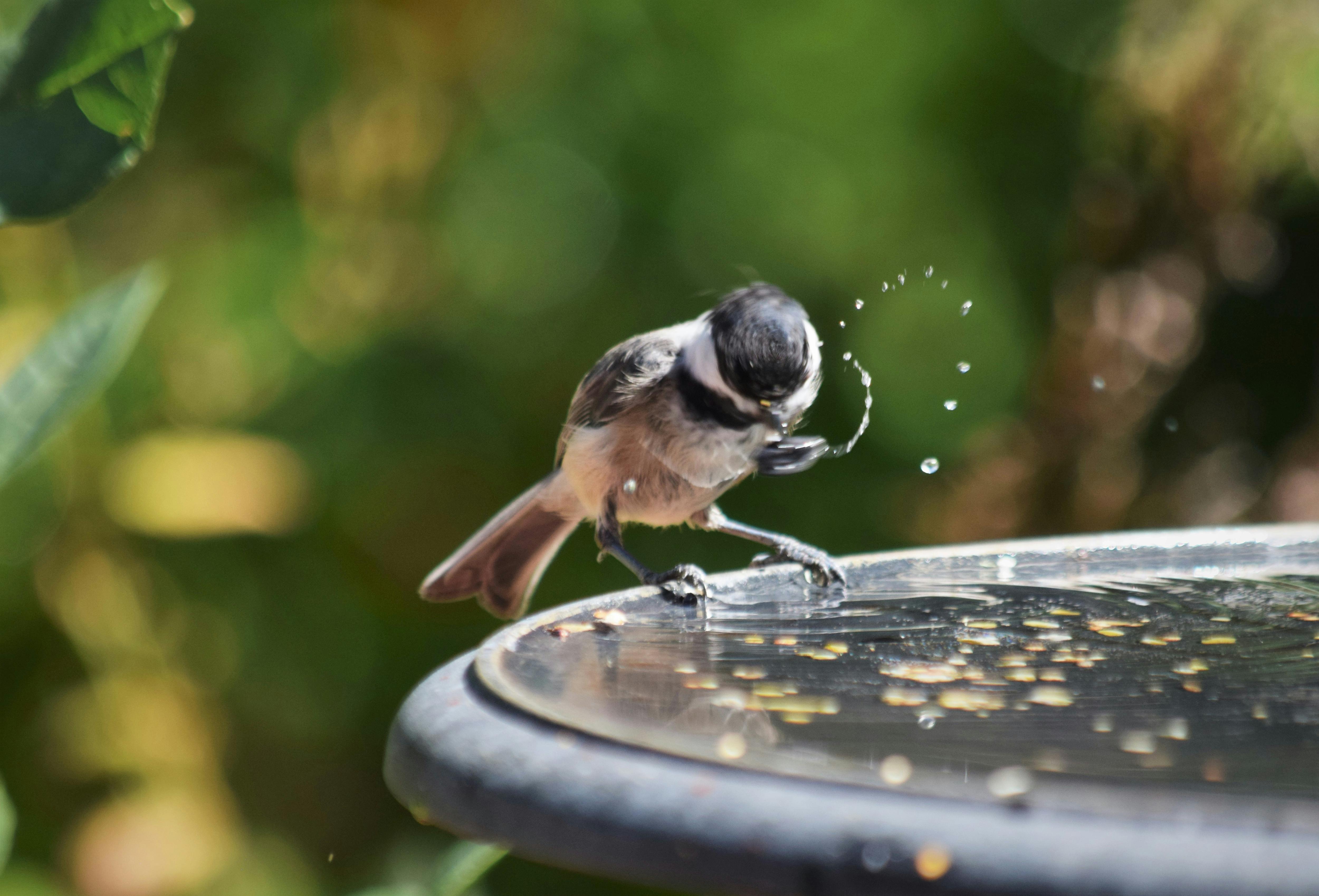 Colin Bisset's Iconic designs: bird bath - ABC listen