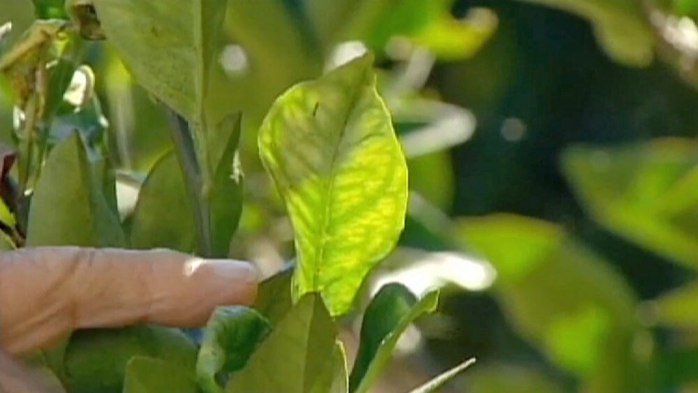 Lemonicious - Gardening Australia