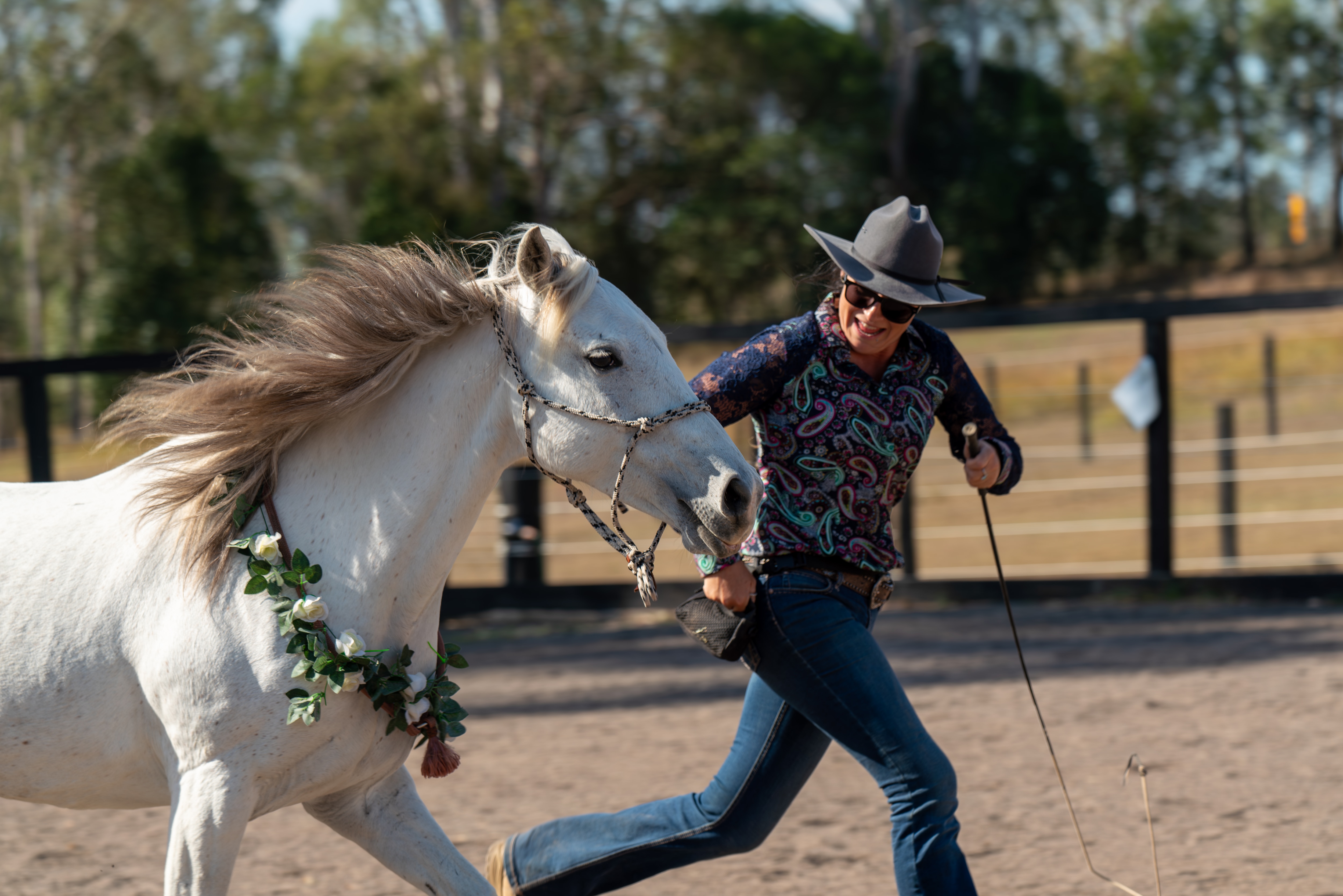The Brumby Project shows wild horses' big potential - ABC News