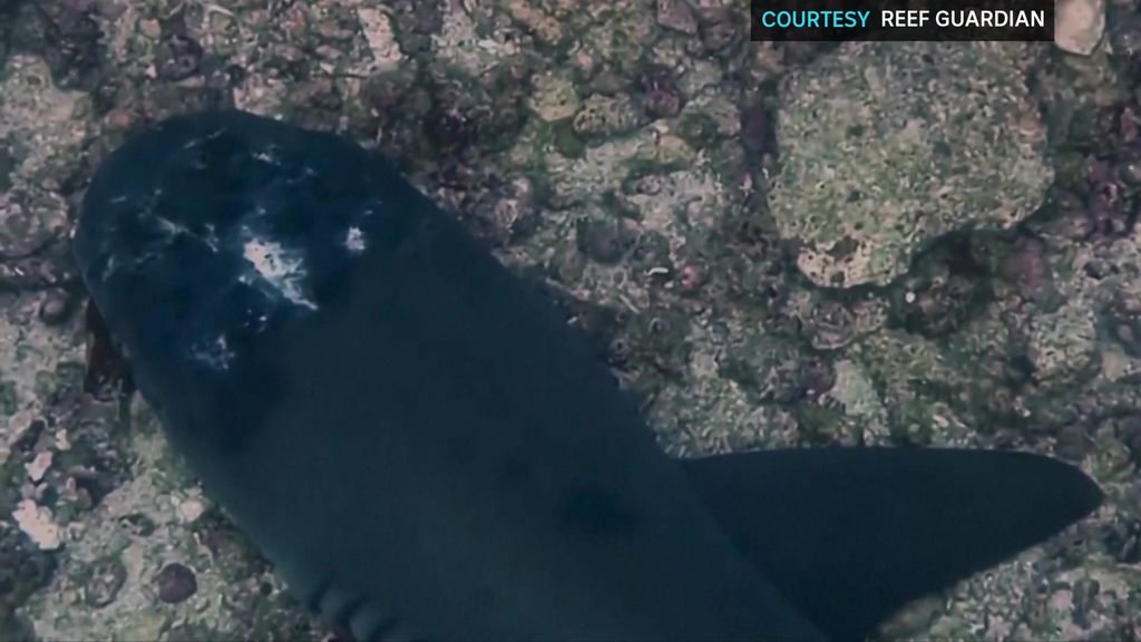 Malaysia's reef sharks stricken with mystery skin disease - ABC News