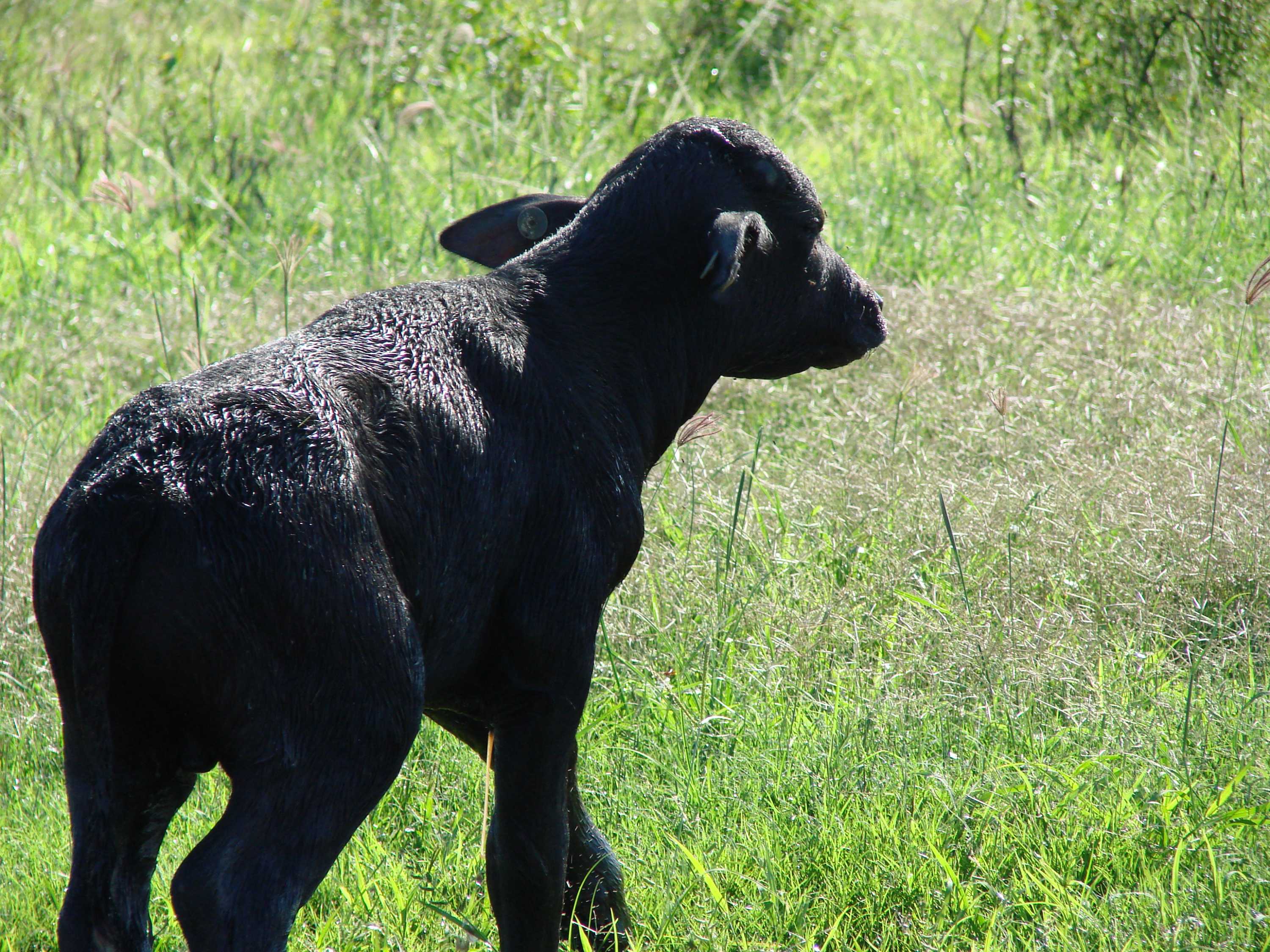 Baby boom for one of Australia's largest buffalo farms - ABC News