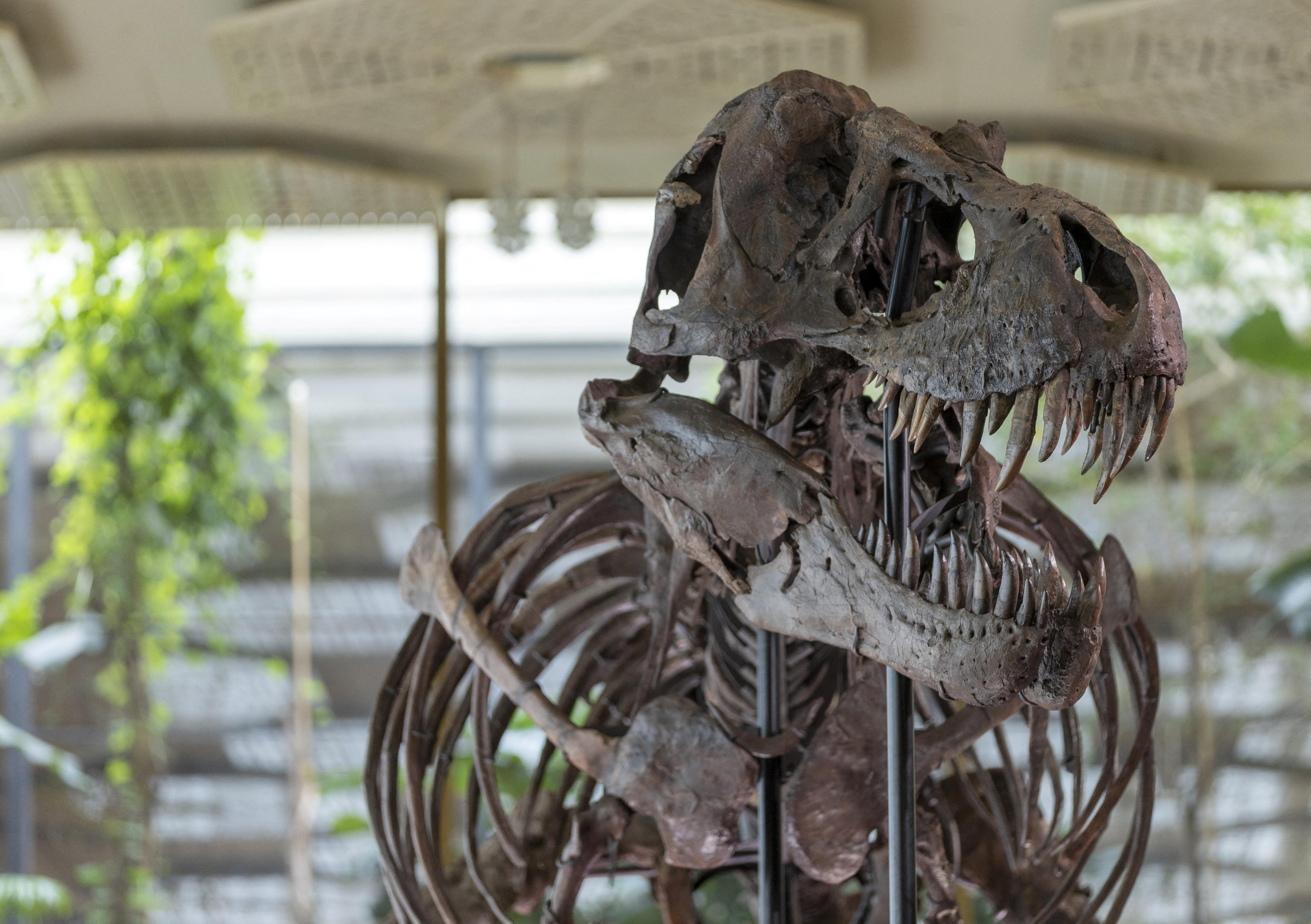 Rare complete Tyrannosaurus rex skeleton to go under the hammer in ...