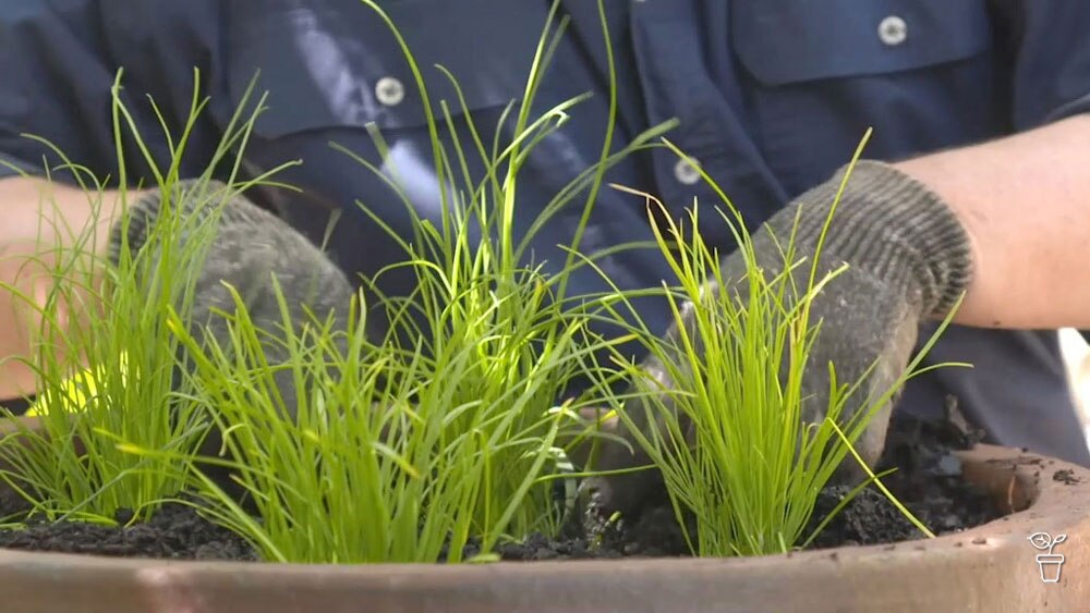 All the Alliums - Gardening Australia