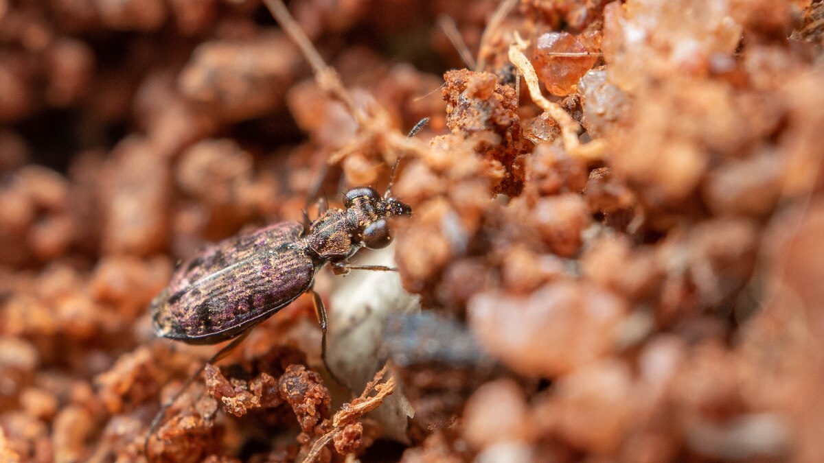UK soil ecologist Frank Ashwood photographs tiny creatures on ...