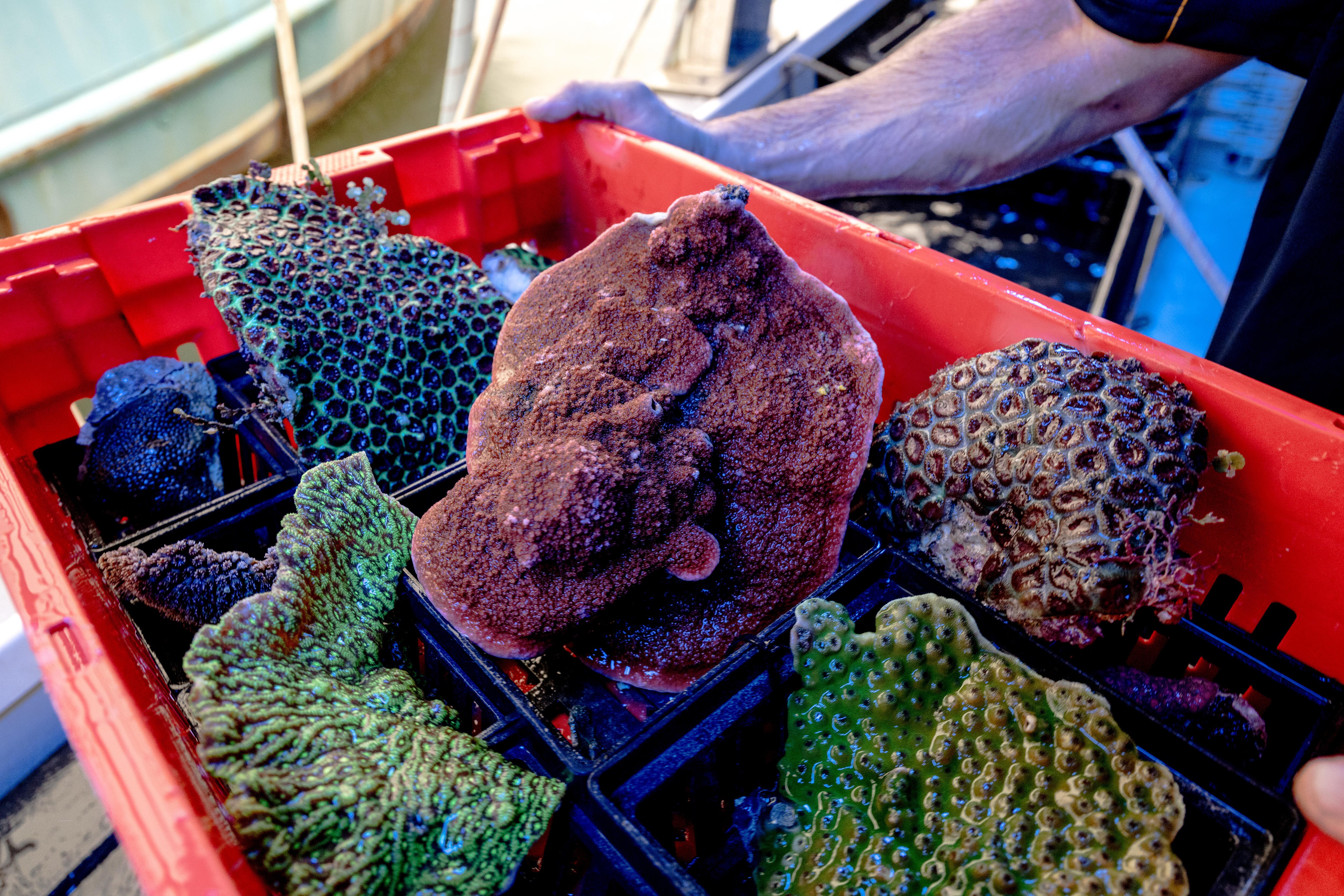 Queensland coral harvesting is big business. Some scientists are ...