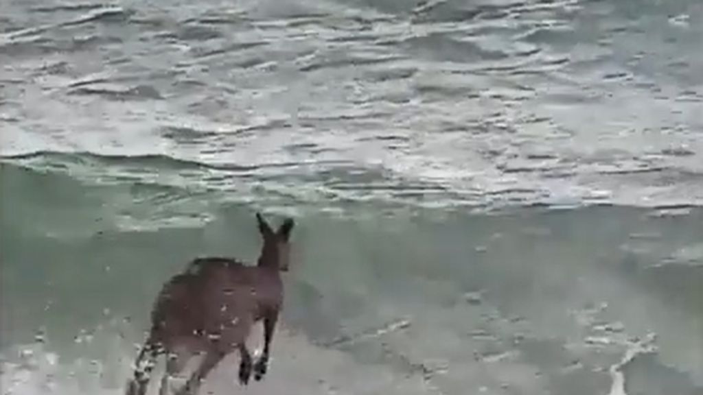 Police rescue drowning kangaroo from waves at Victoria's Mornington ...