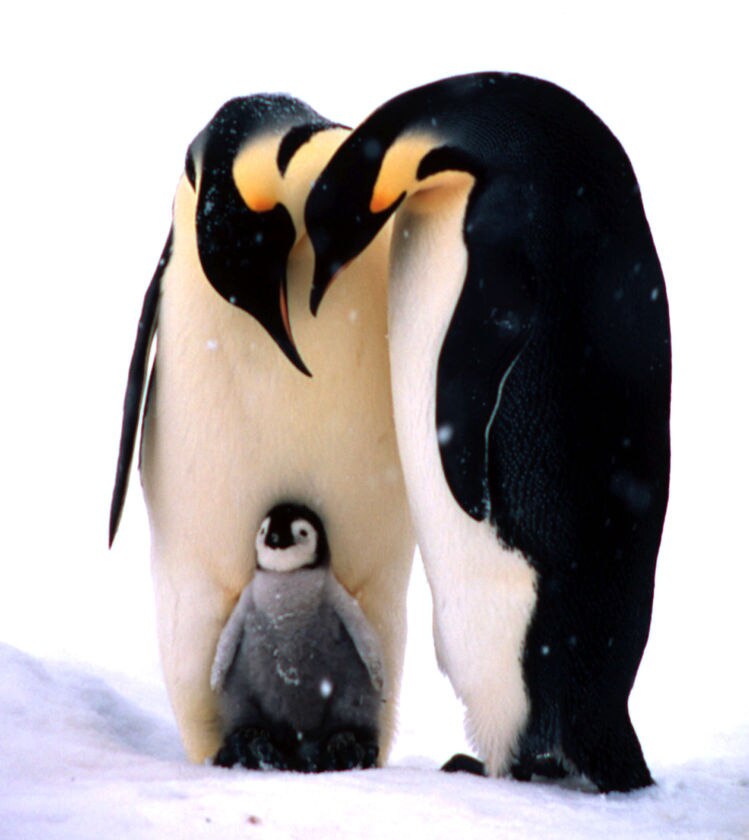 Extinct penguin species discovered - ABC News