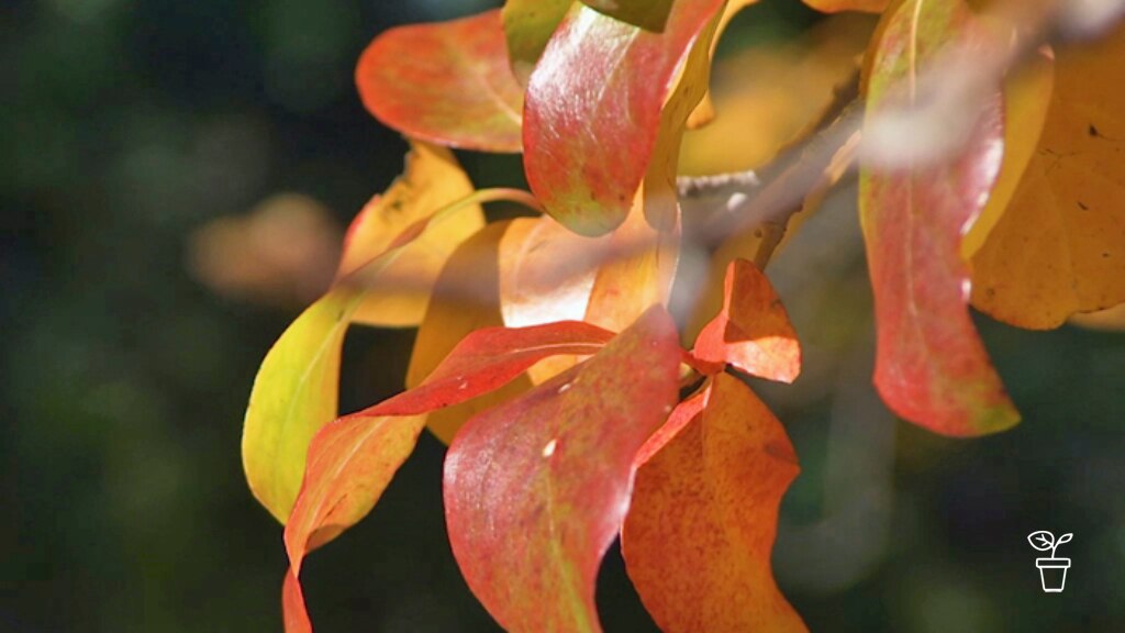 Autumn Splendour - Gardening Australia